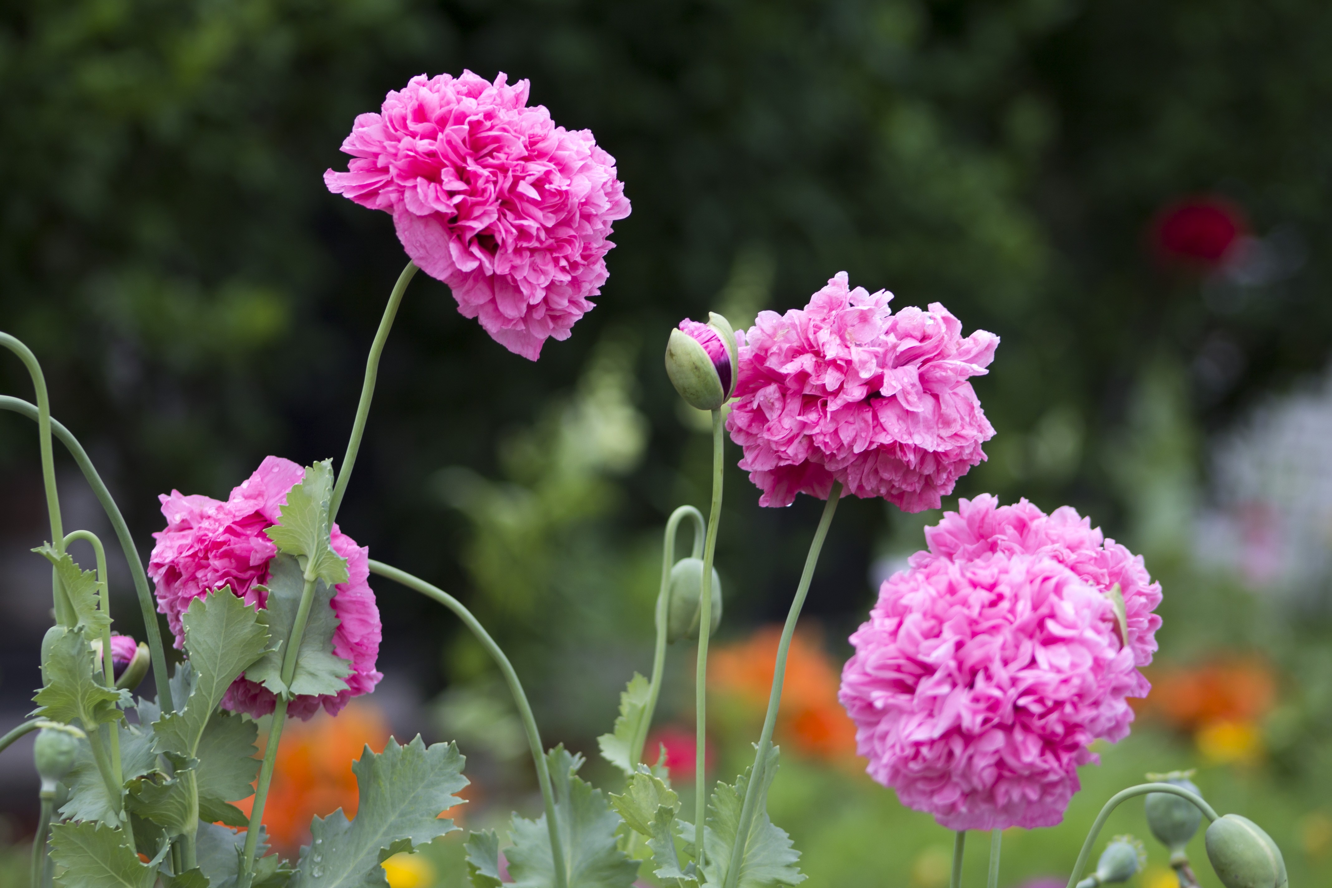 Beautiful Flowers in Their Bold Pinks by APlusDesign