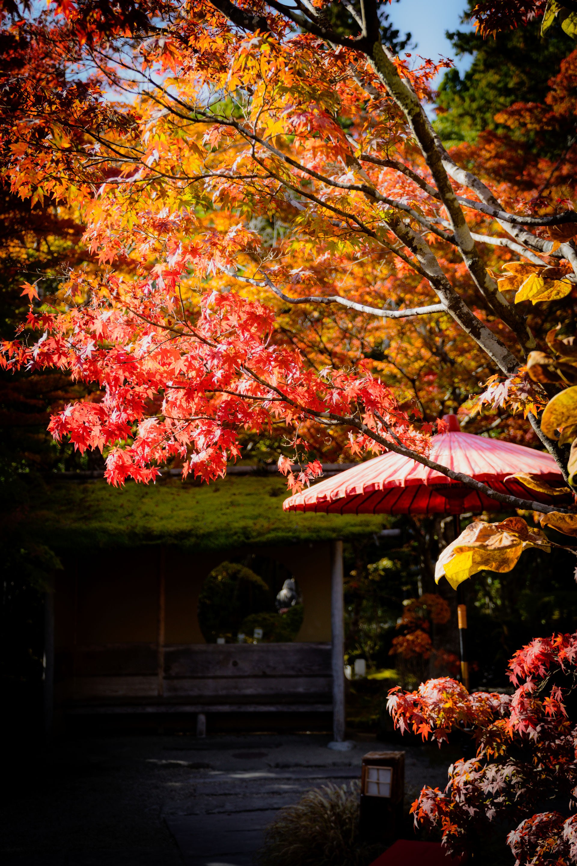 Autumn leaves 2025 Entsuin Temple ① by Ark_Pilot
