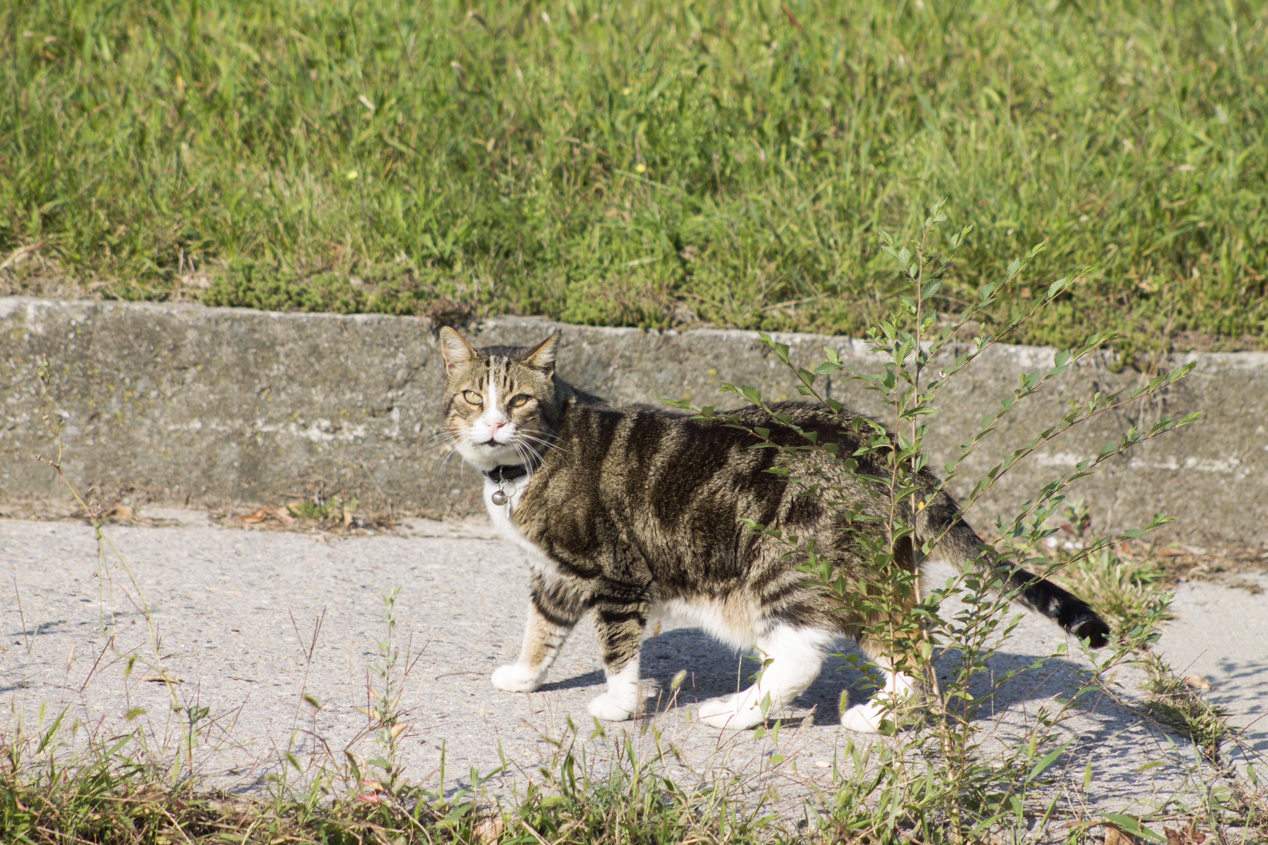 Spotted by the Human by APlusDesign