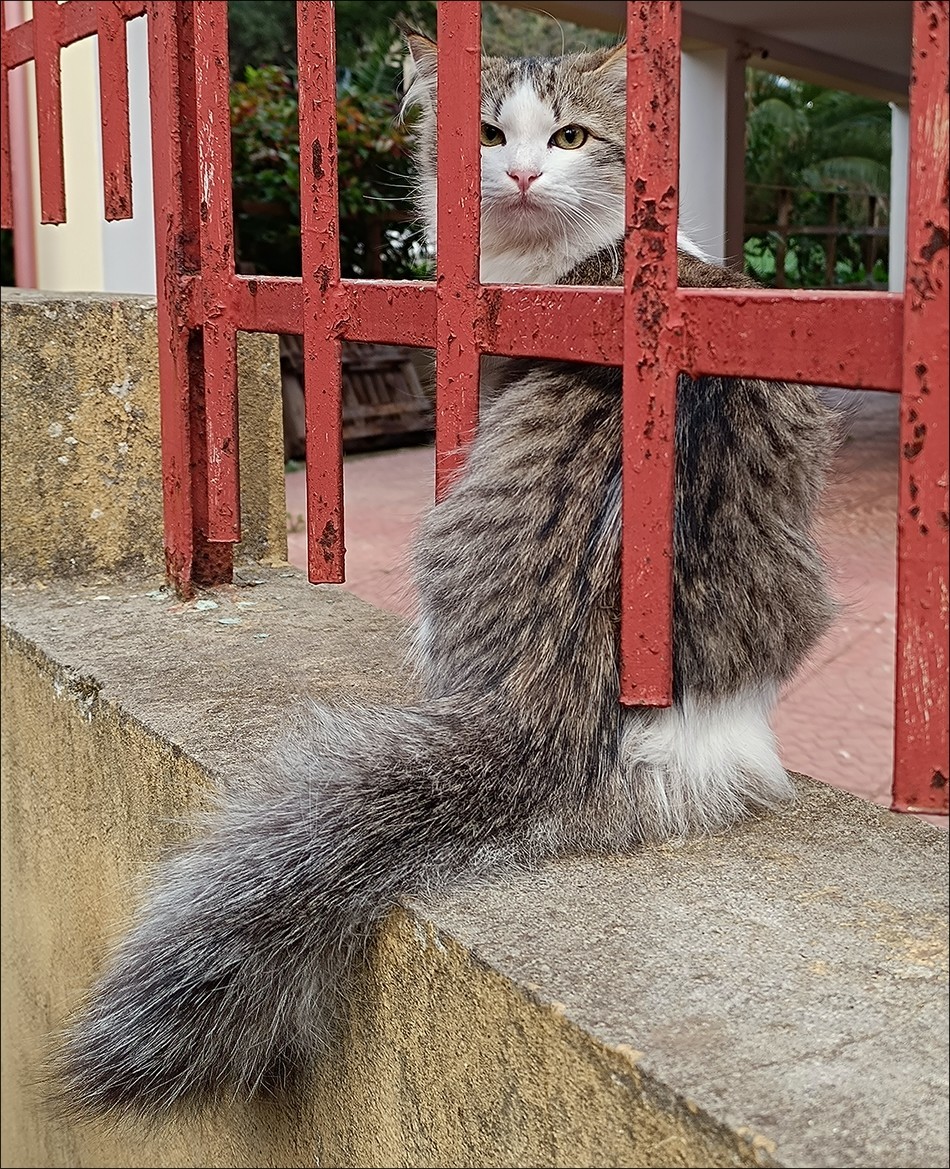 Fluffy tail by nemesis74s