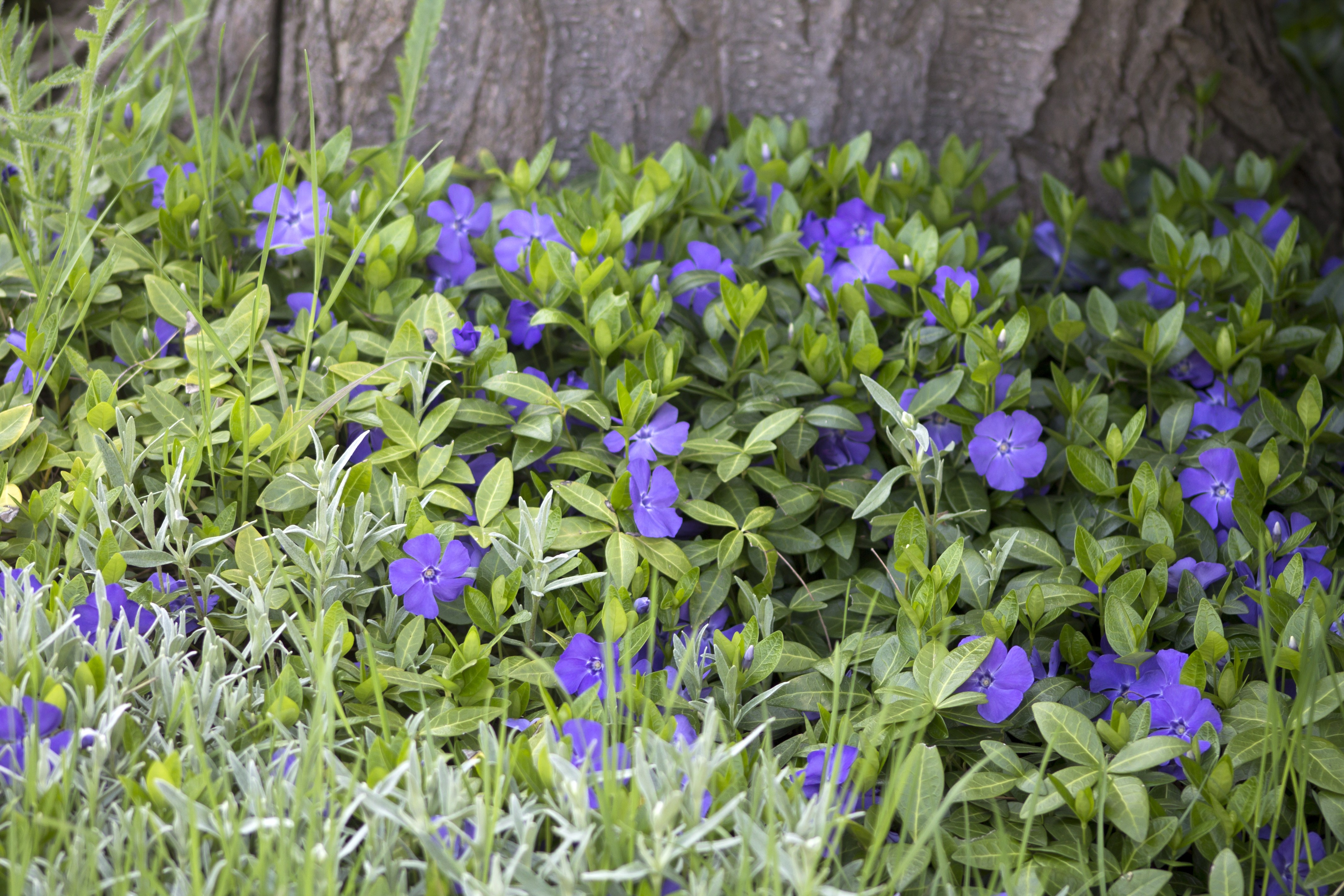 Small Purple Flowers at the Base of the Tree by APlusDesign