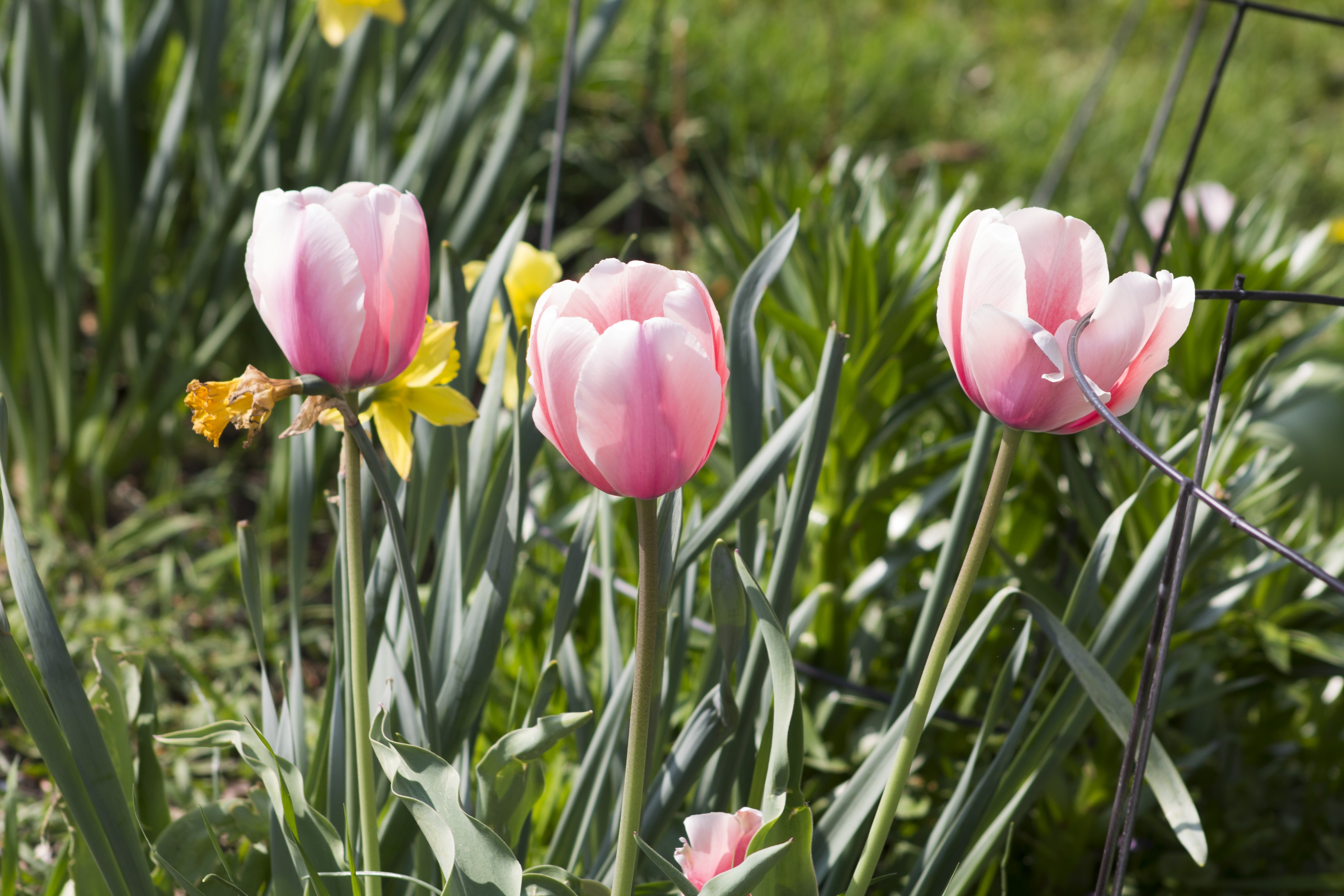 Caught on the Cage by APlusDesign