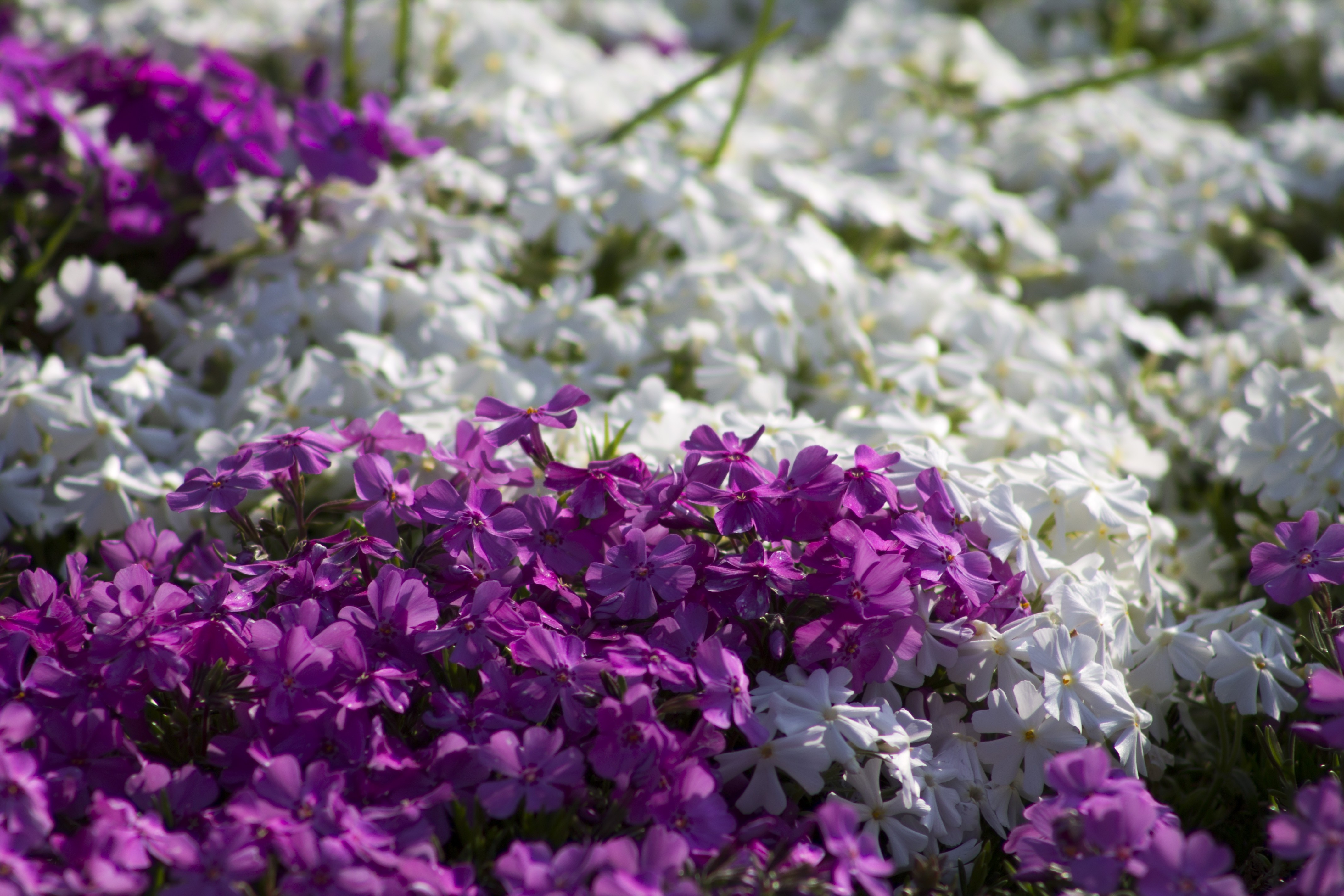 Layer of Beautiful Flowers by APlusDesign