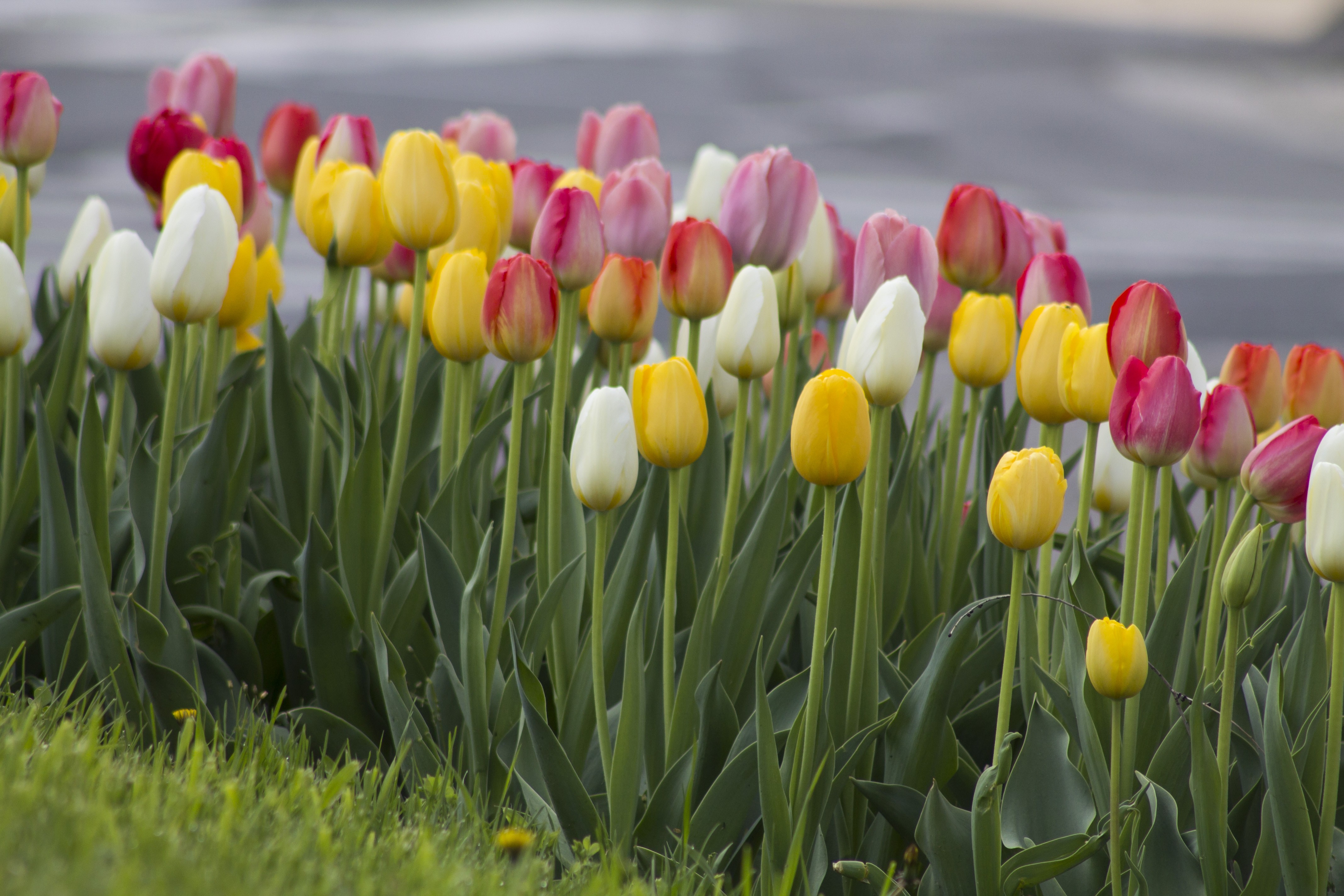 A Row Thick with Tulips by APlusDesign