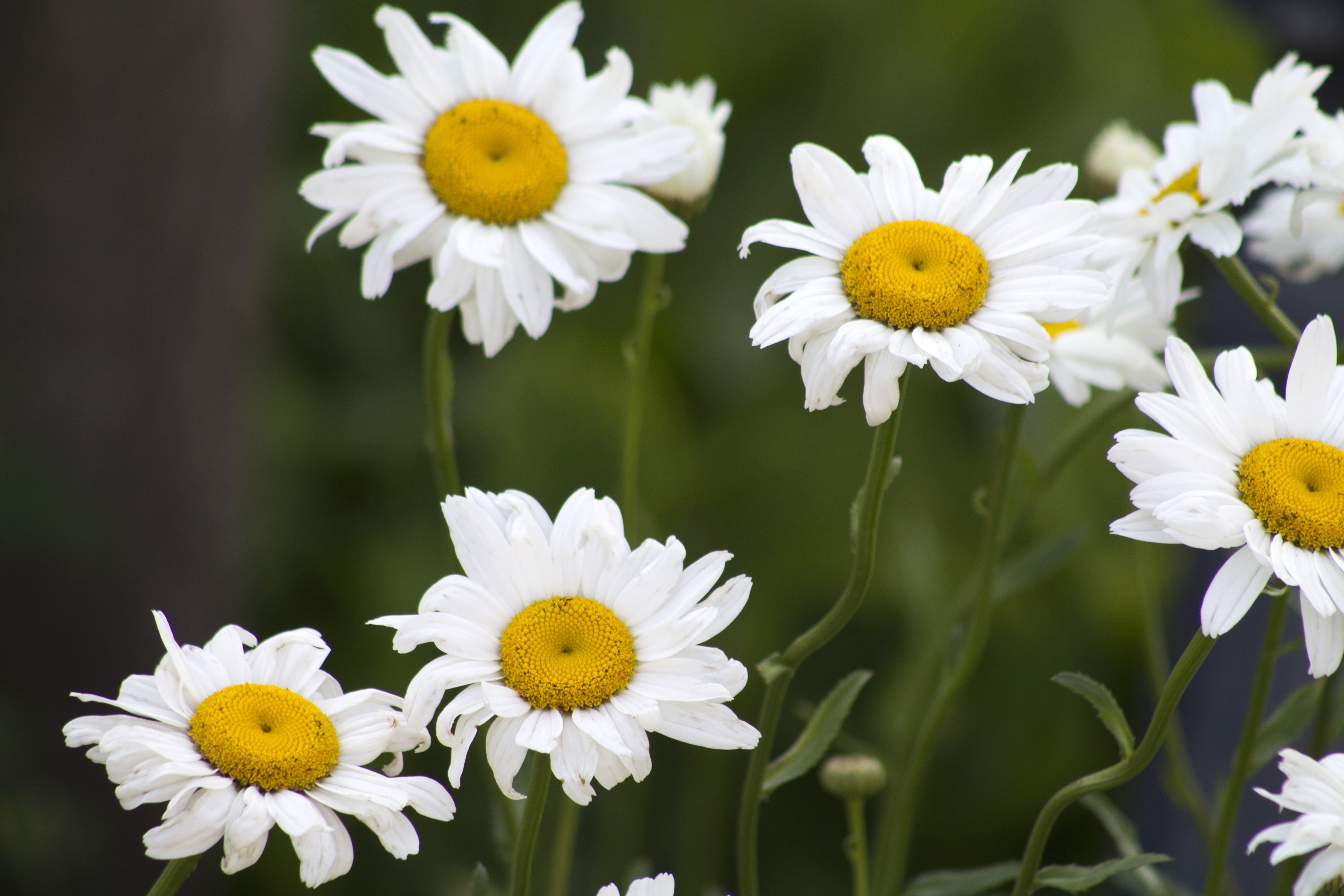 Twisting Petals of Daisies by APlusDesign