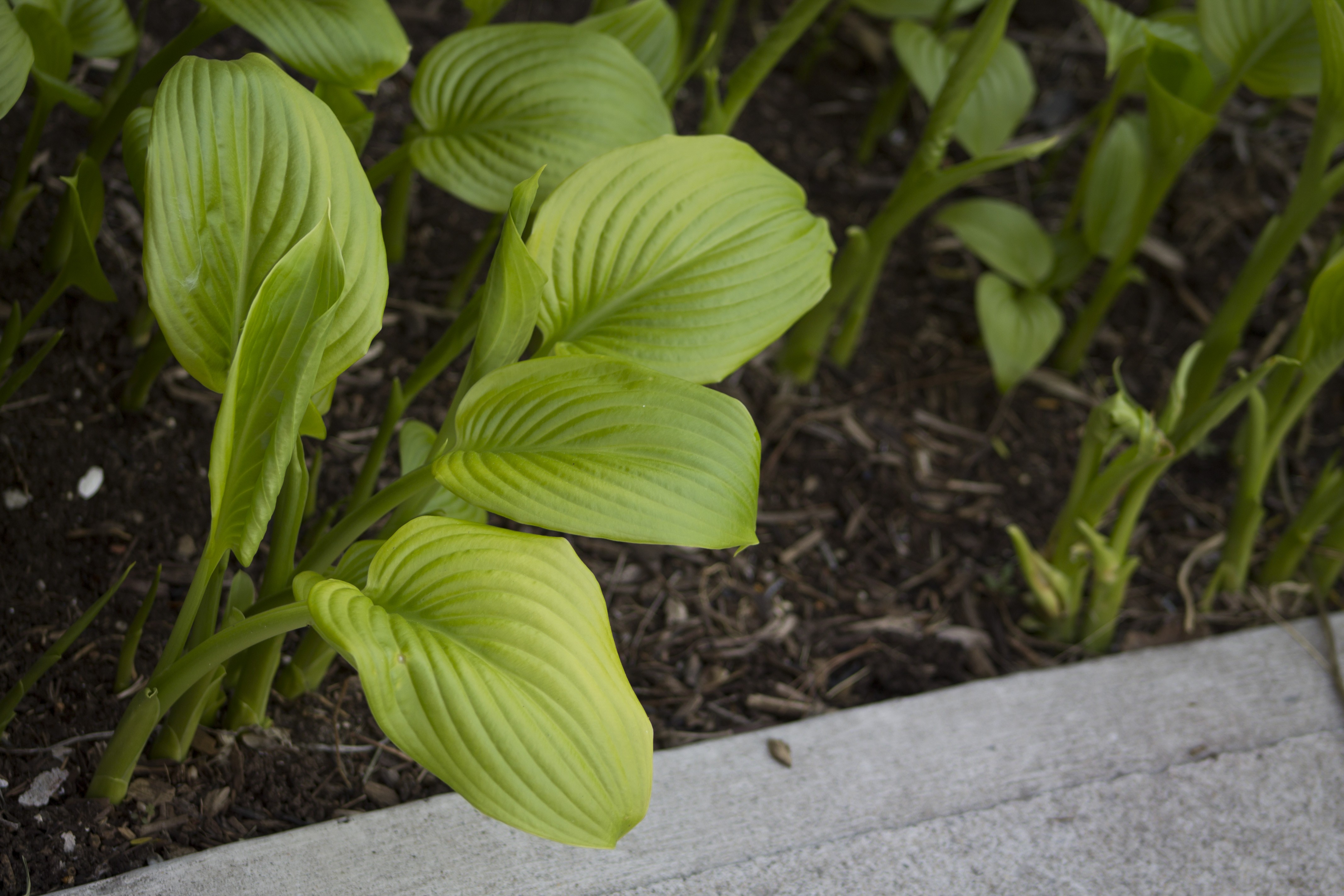 Deep Green Leaves of Hostus by APlusDesign
