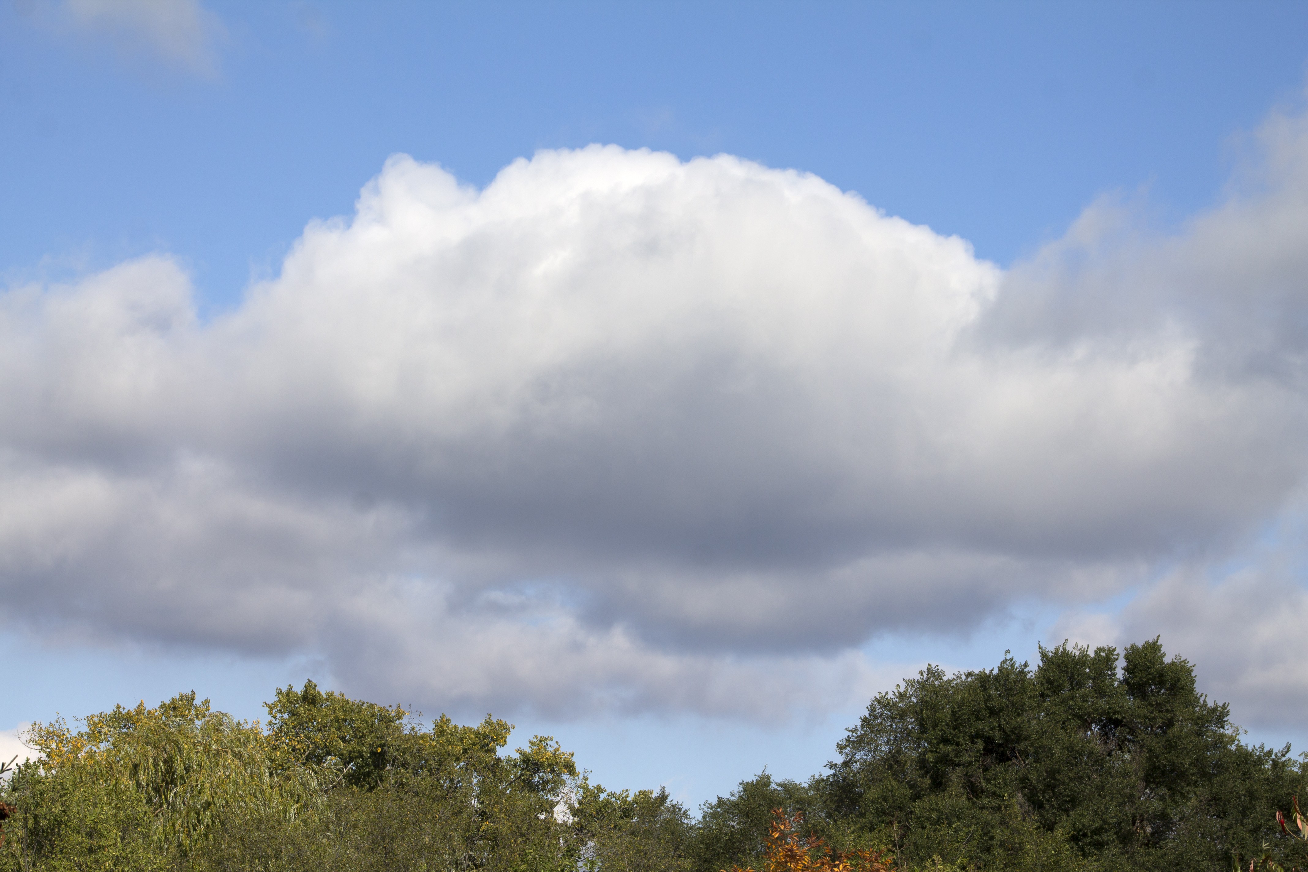Thick Large Clouds Hovering Over the Treetops by APlusDesign