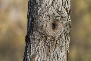 Solid Tree Trunk by APlusDesign
