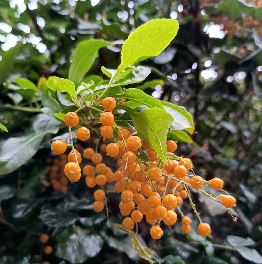 Duranta erecta - fruits by nemesis74s