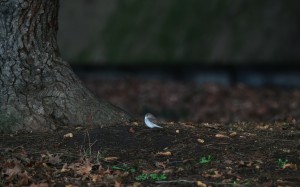 Taiga Flycatcher by Chatar
