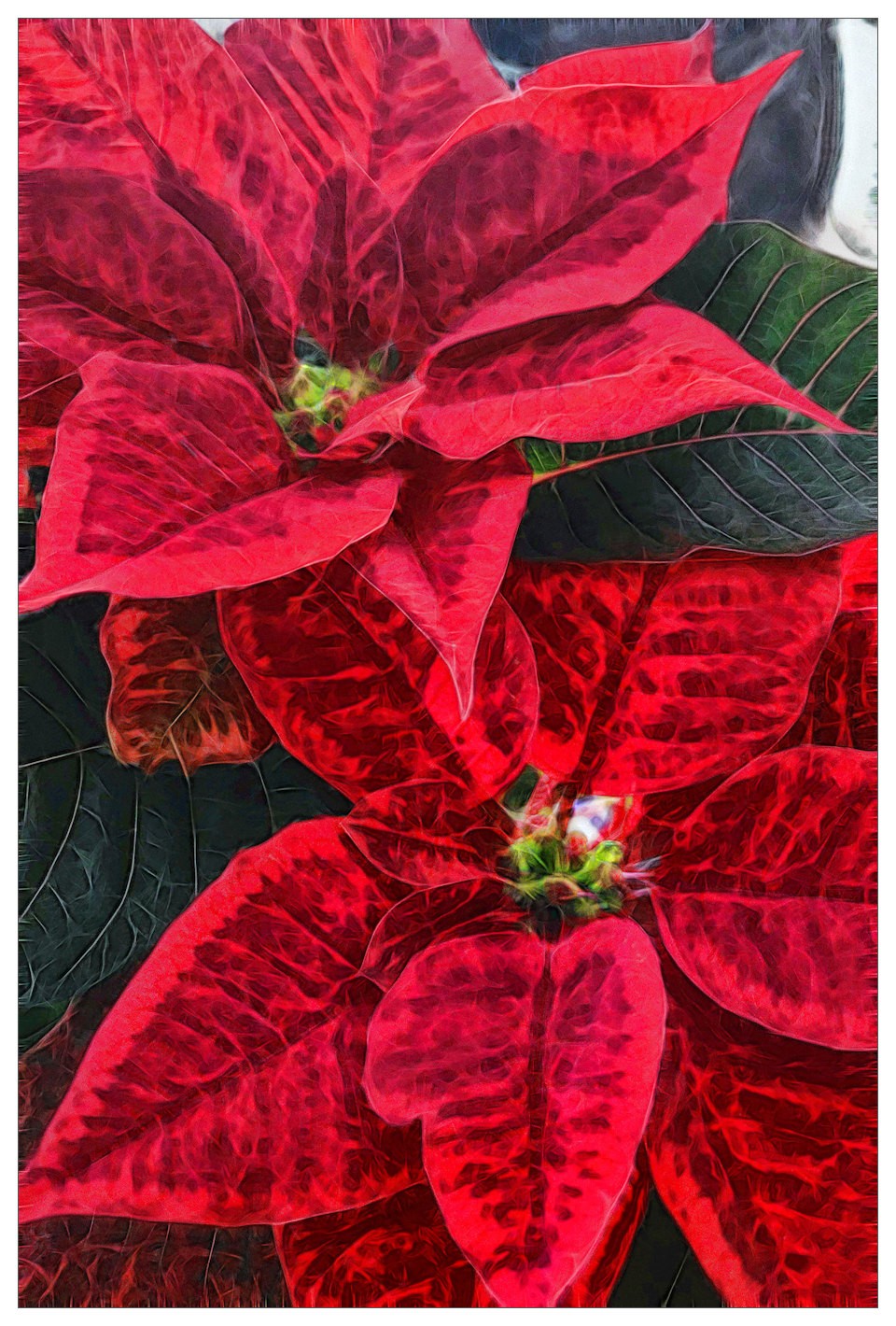Poinsettia by X-PaX