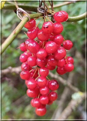 Smilax aspera by nemesis74s