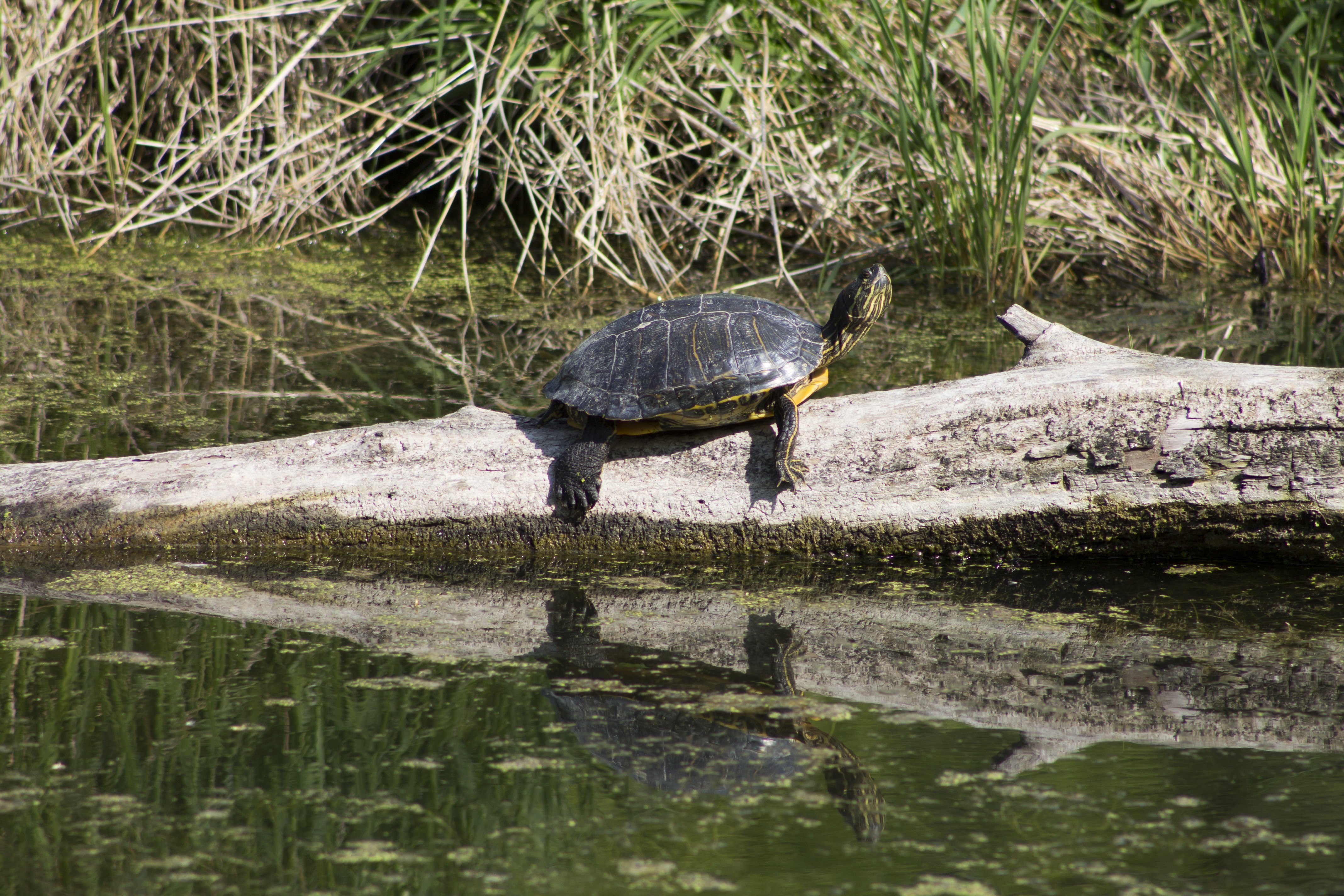 Turtle Looking Out From the Log by APlusDesign