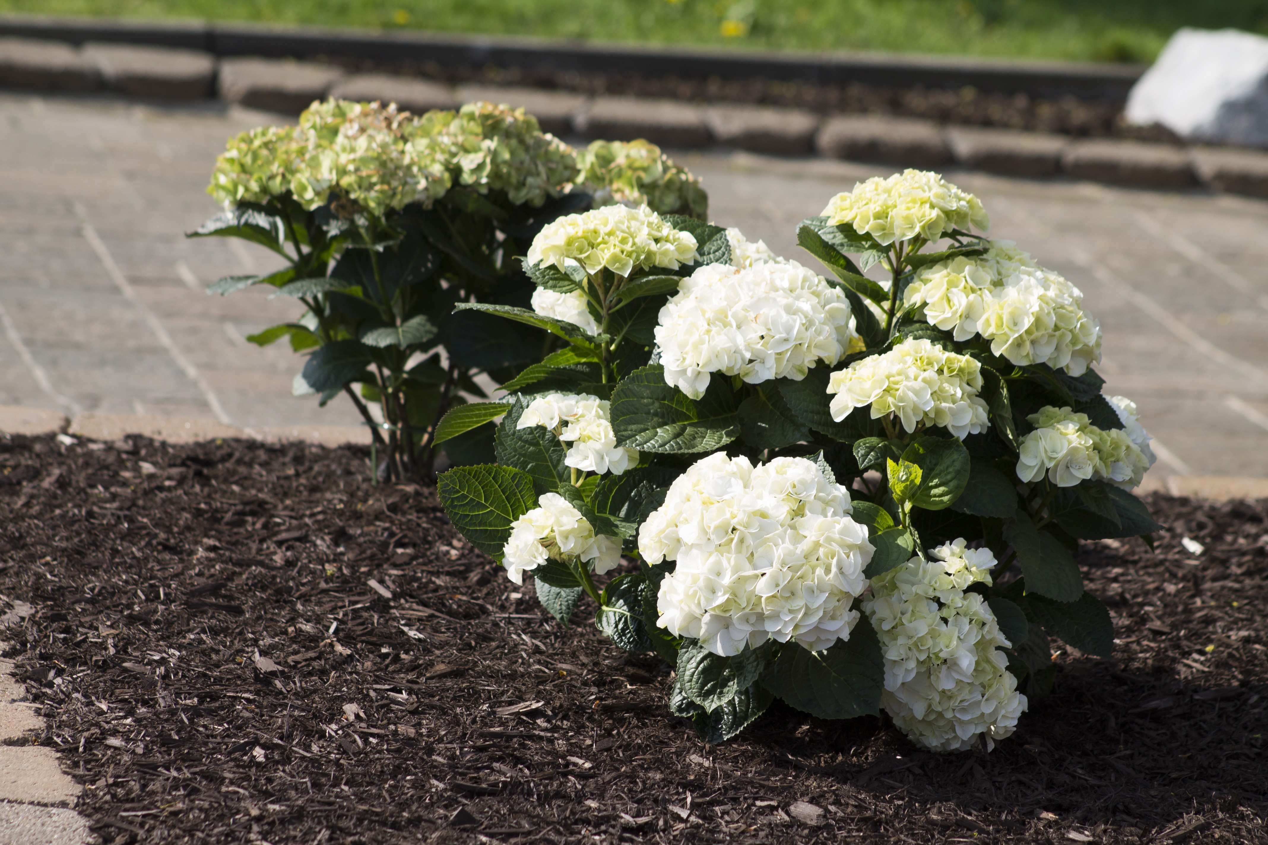 Plants with Large Bunches of White Flowers by APlusDesign