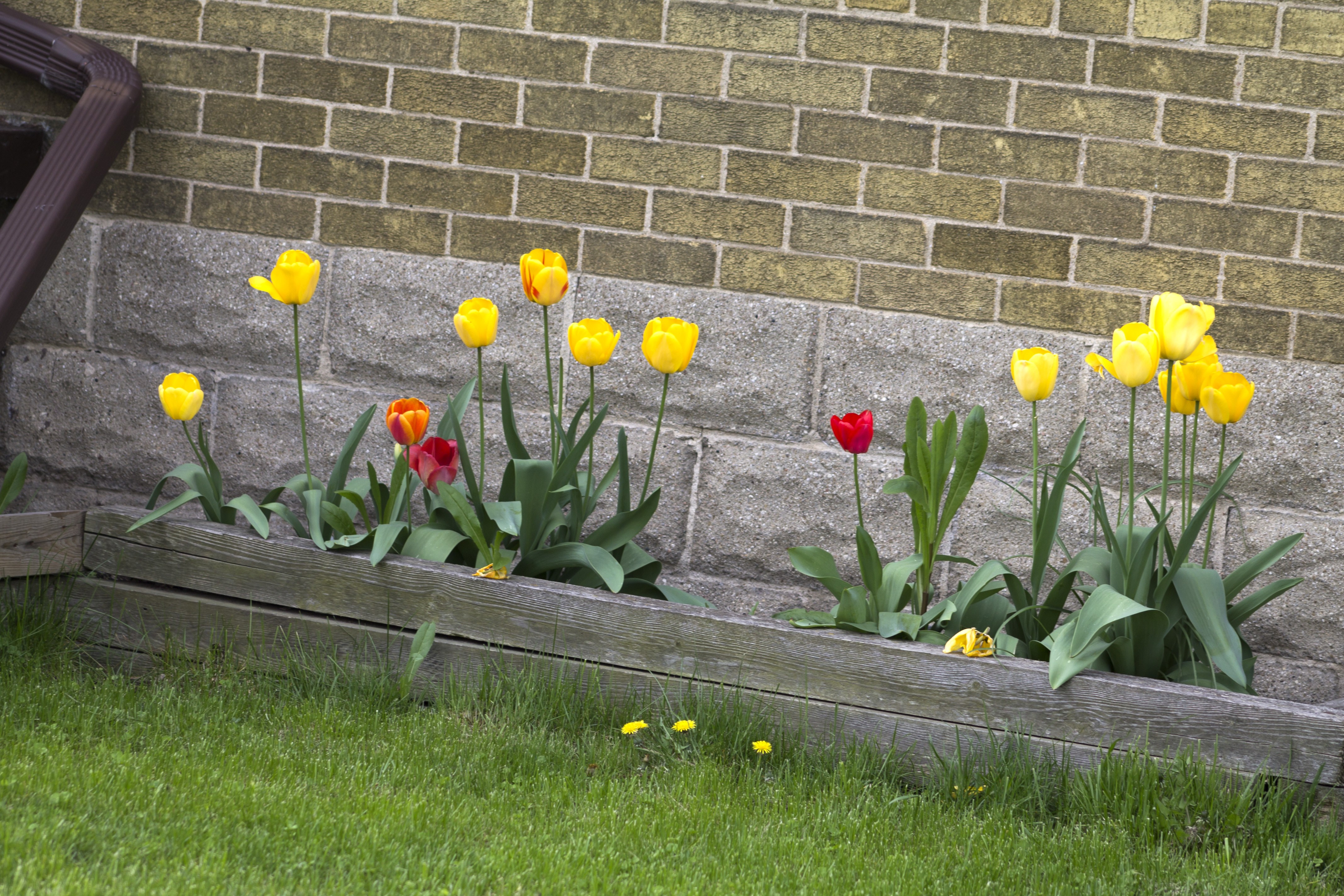 Small Garden of Tulips by APlusDesign