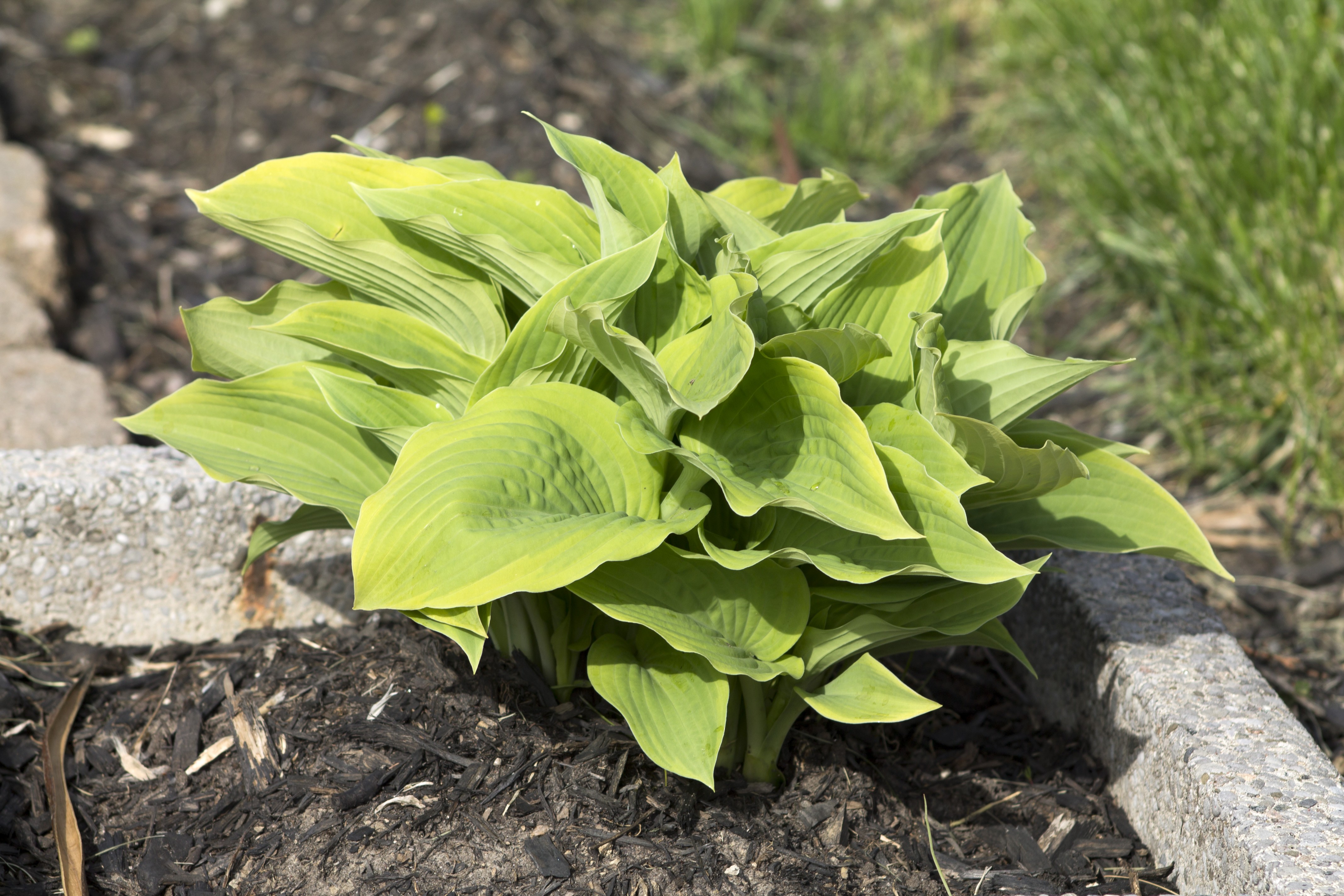 Hostas Plant in the Garden by APlusDesign