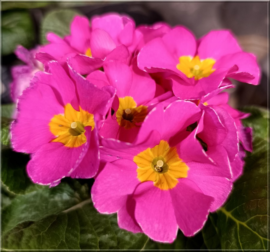 Pink primrose by nemesis74s