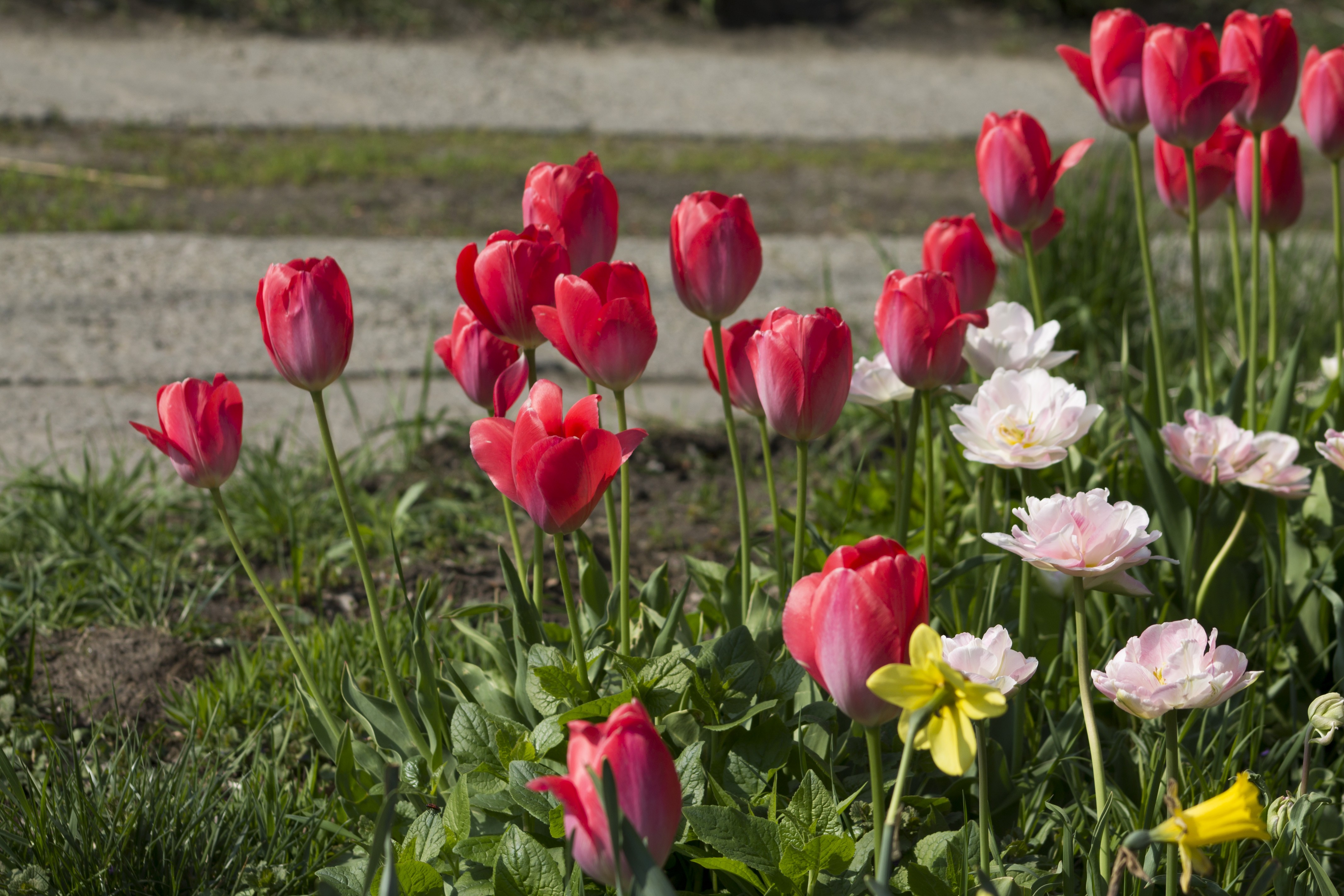 Open Flowers by APlusDesign