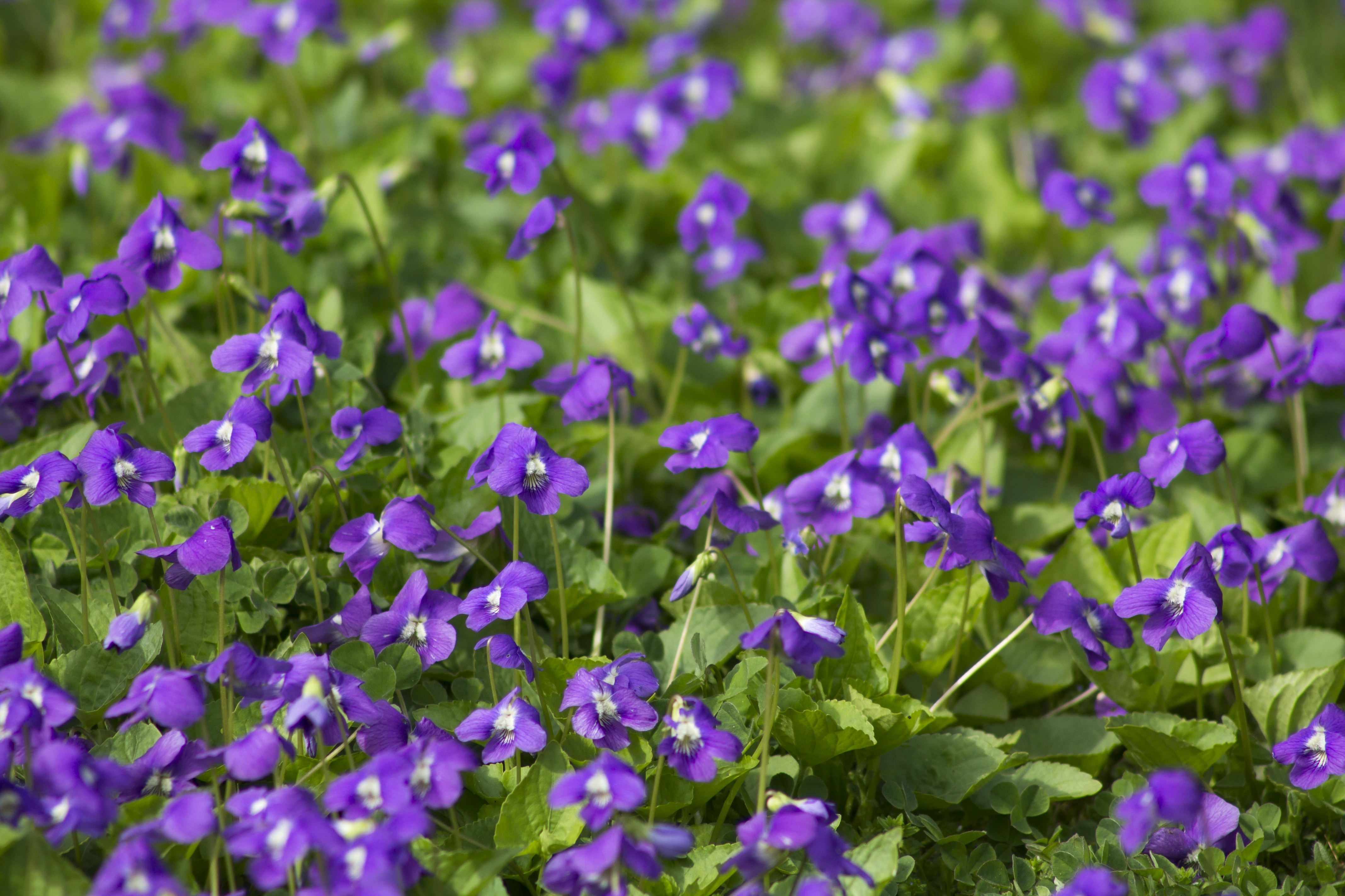 Many Little Purple Flowers by APlusDesign