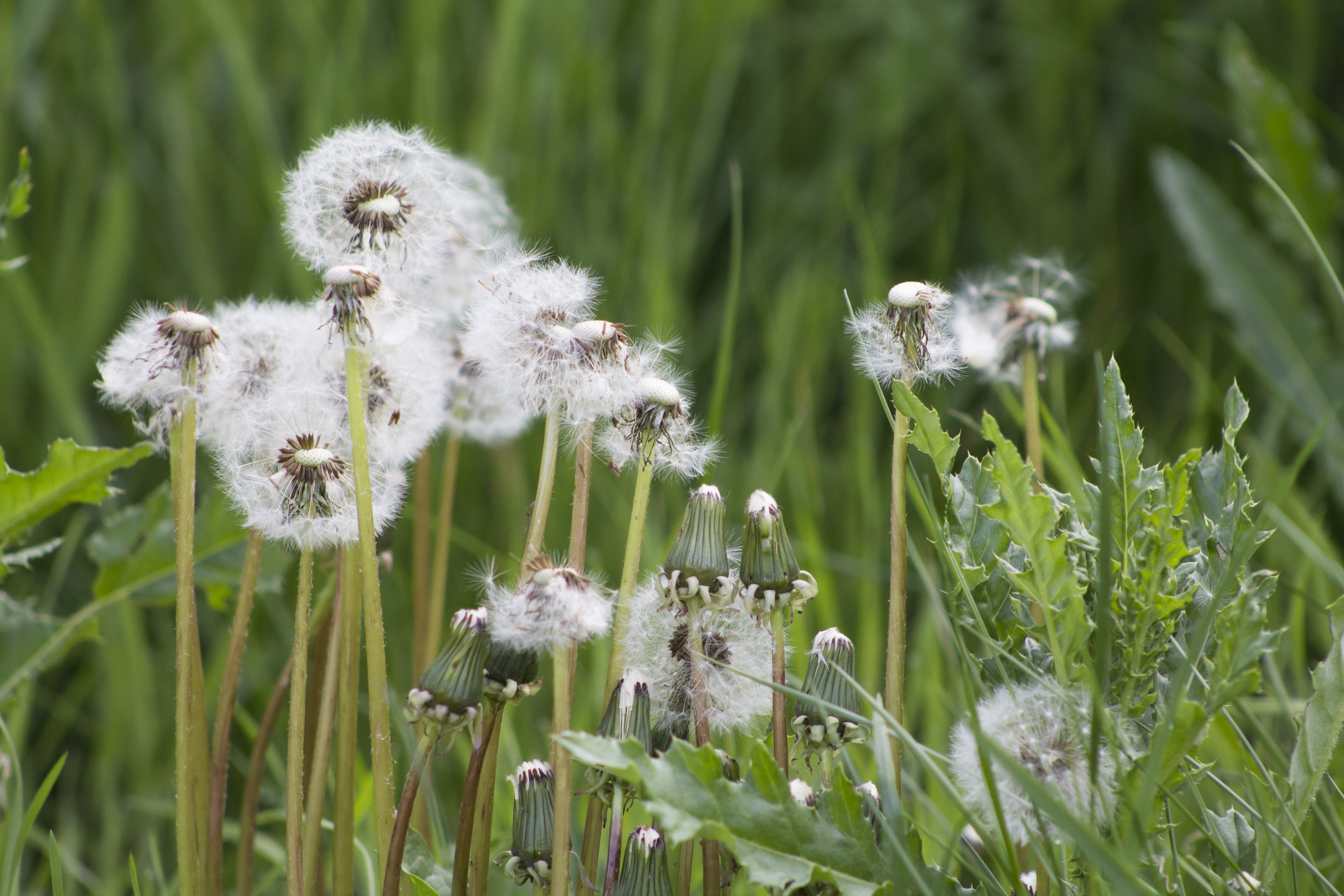 Dandelion Puffs Some Blown Away, Others Here to Stay by APlusDesign