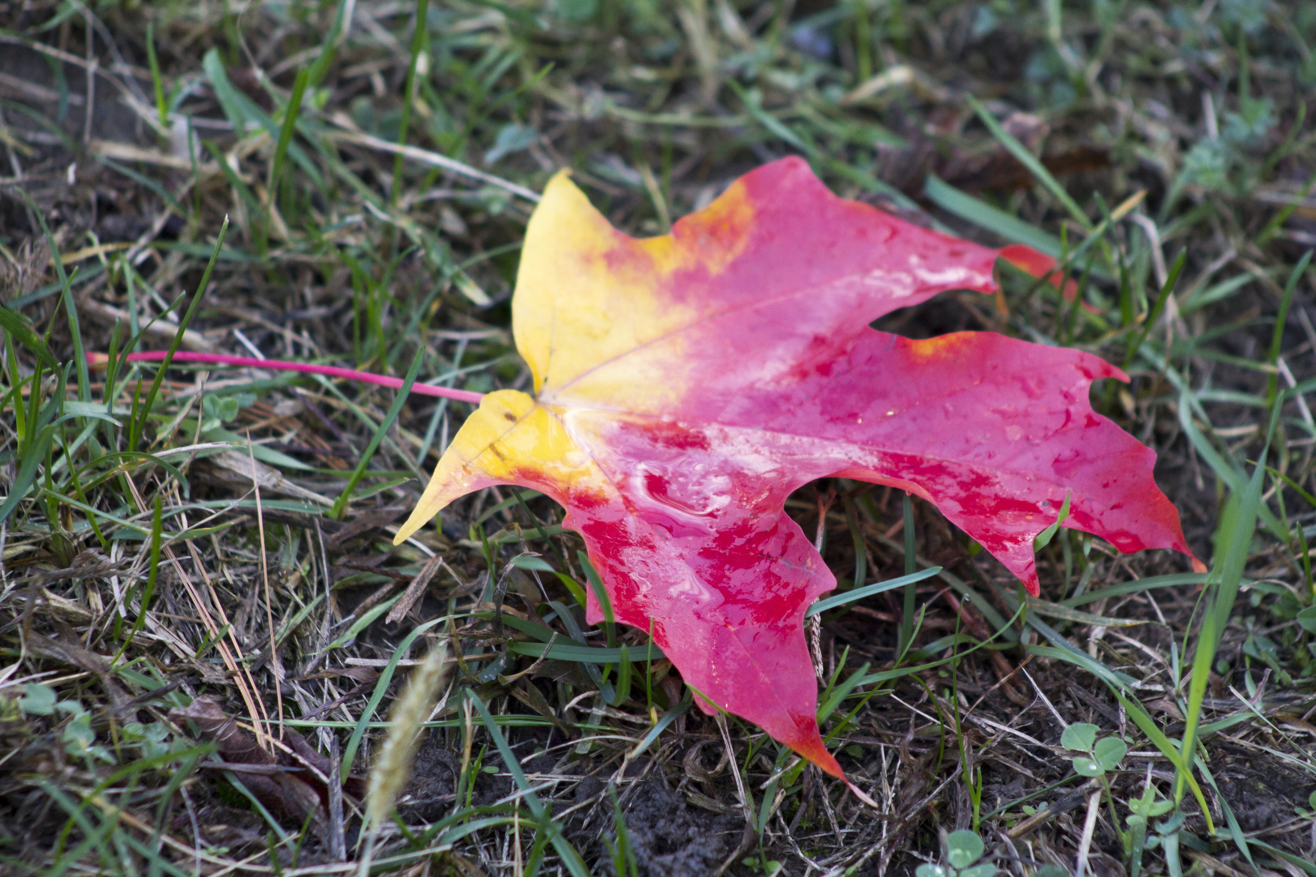 Vibrant Red and Yellow Maple Leaf by APlusDesign