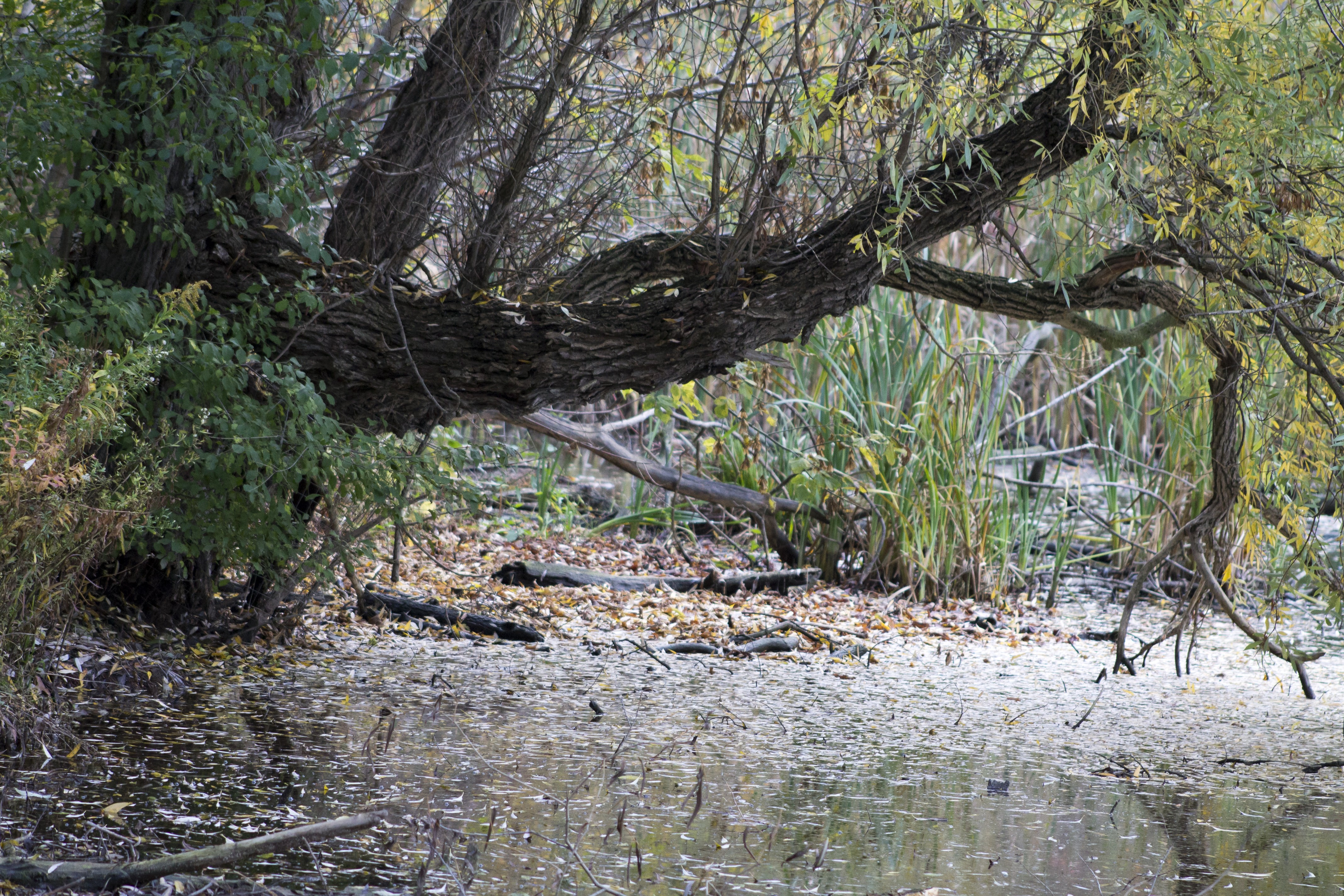 Tree Leaned Over and Leaves Littered Into the Water by APlusDesign