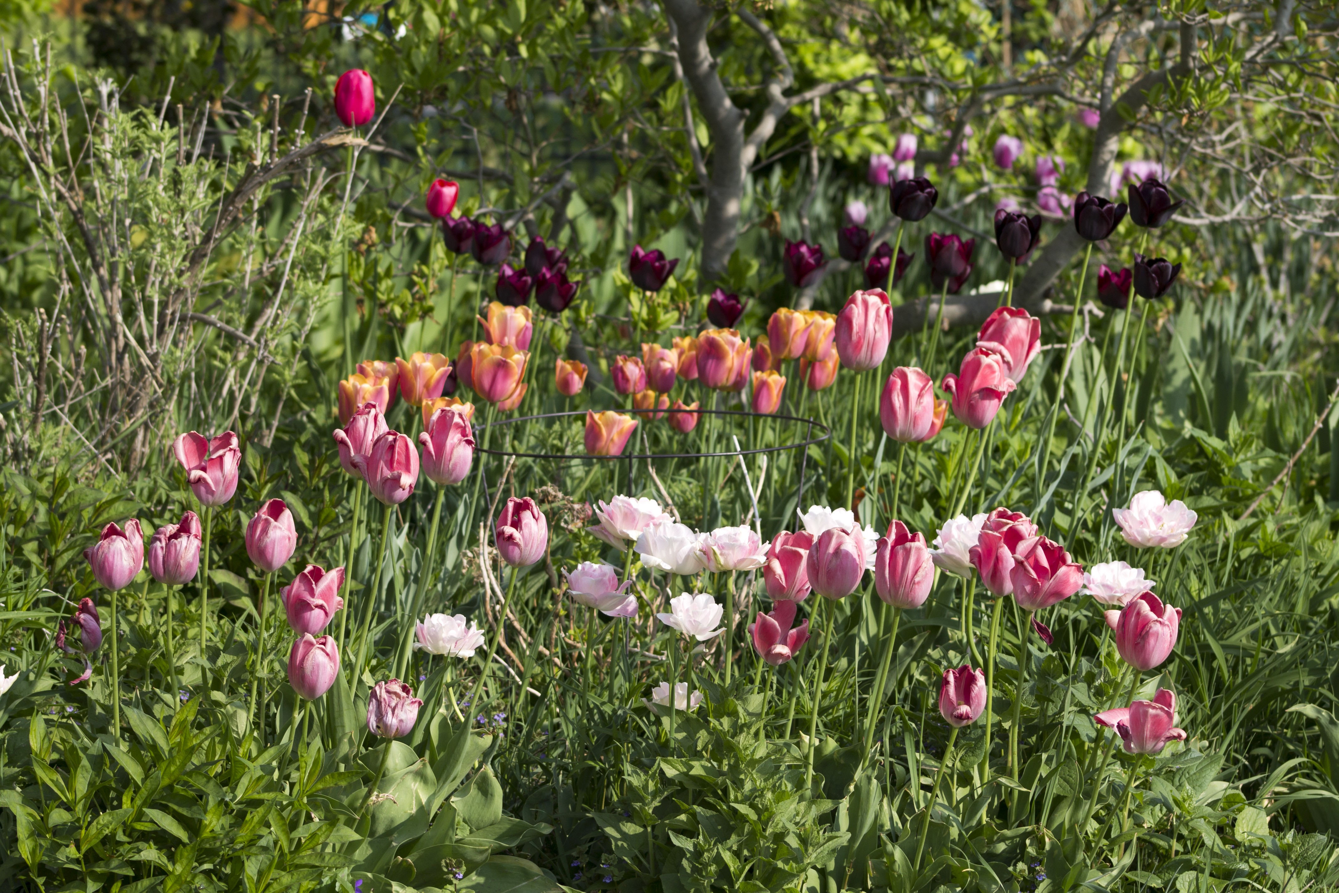 Garden of Different Coloured Tulips by APlusDesign