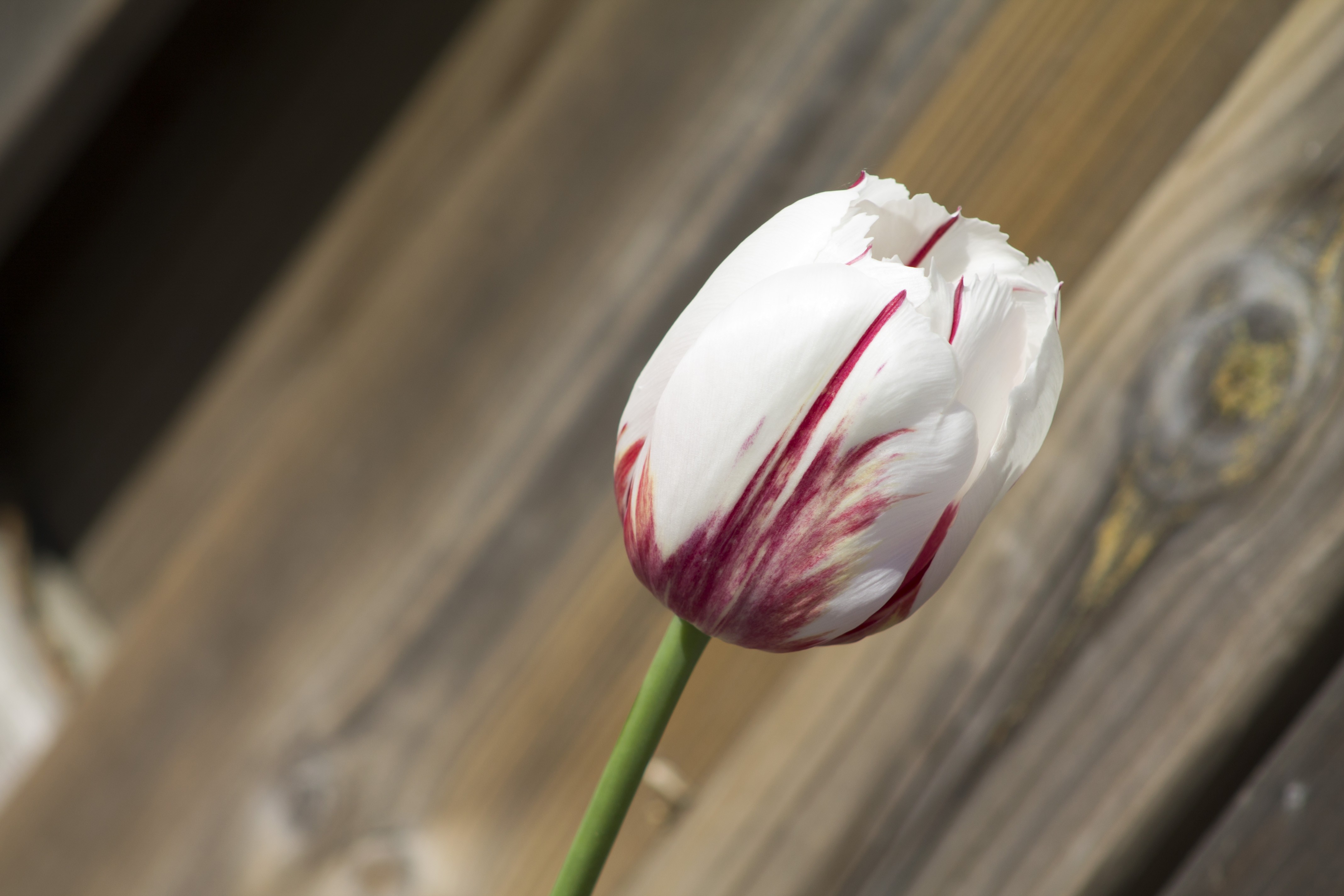 Red and White Tulip by APlusDesign