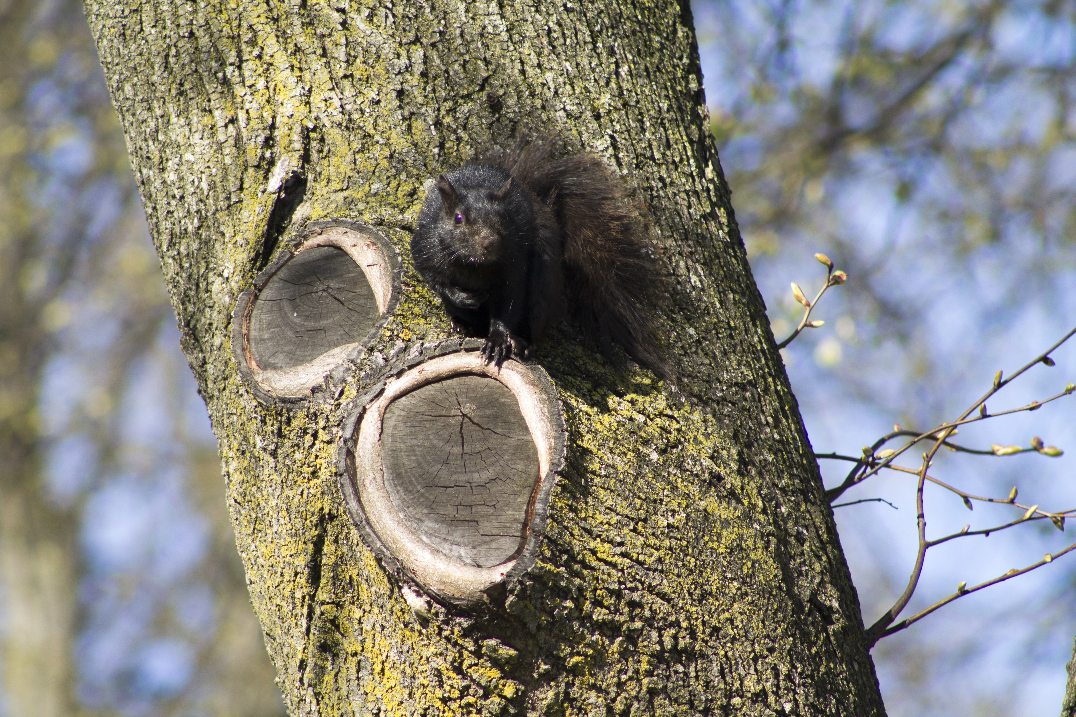 Looking Out From the Tree by APlusDesign