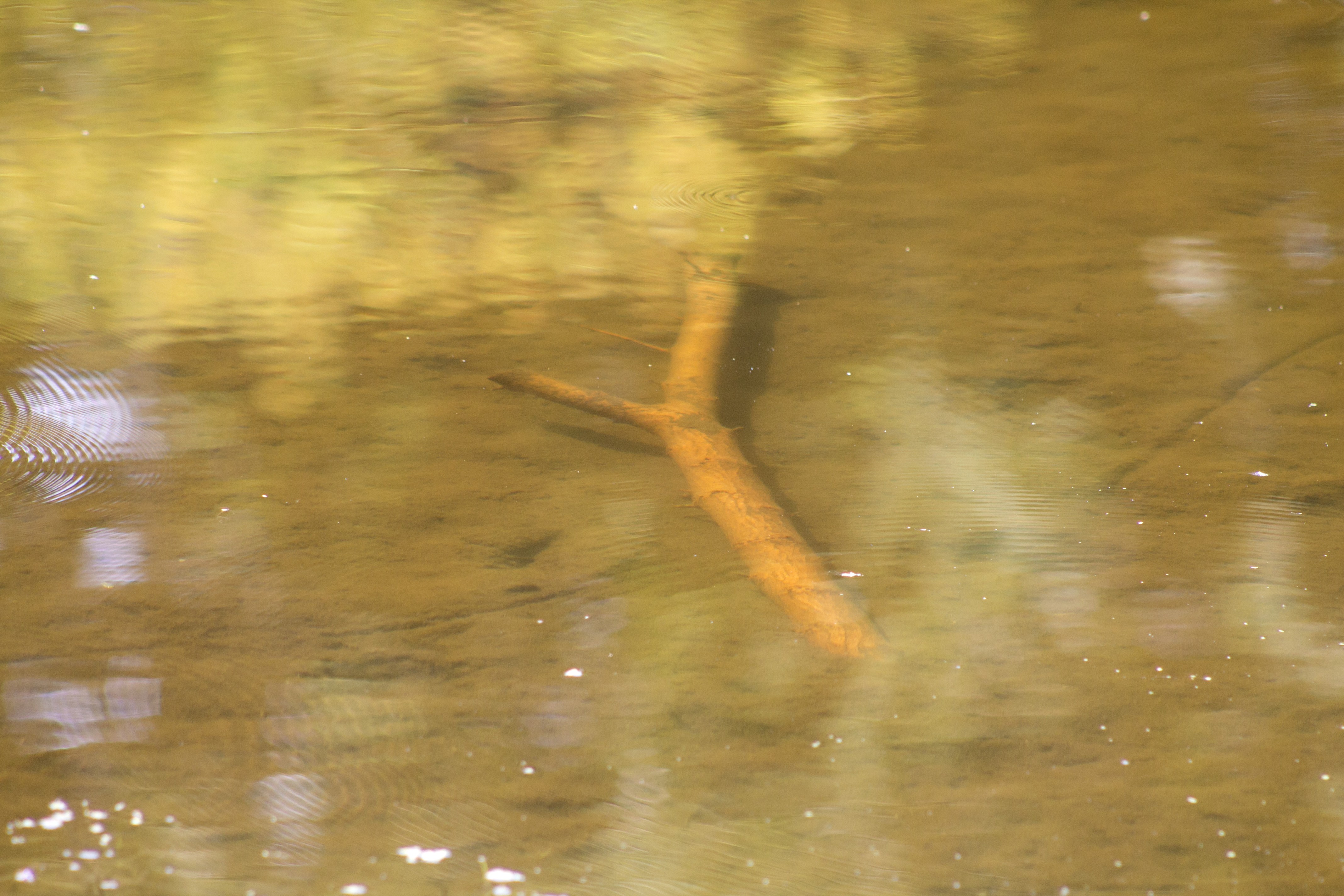 Large Branch Lost Under the Water by APlusDesign