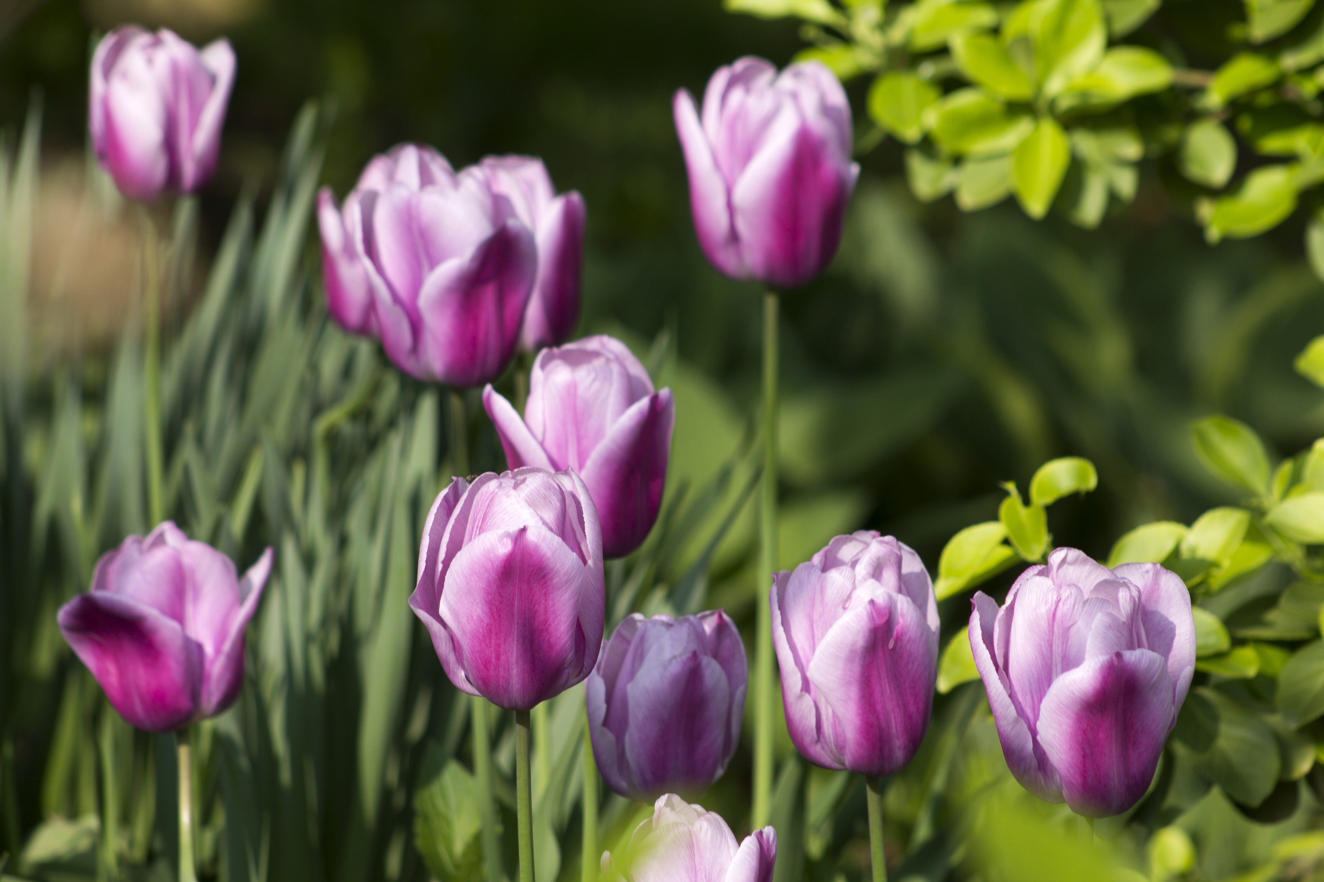 A Bunch of Pink Tulips by APlusDesign
