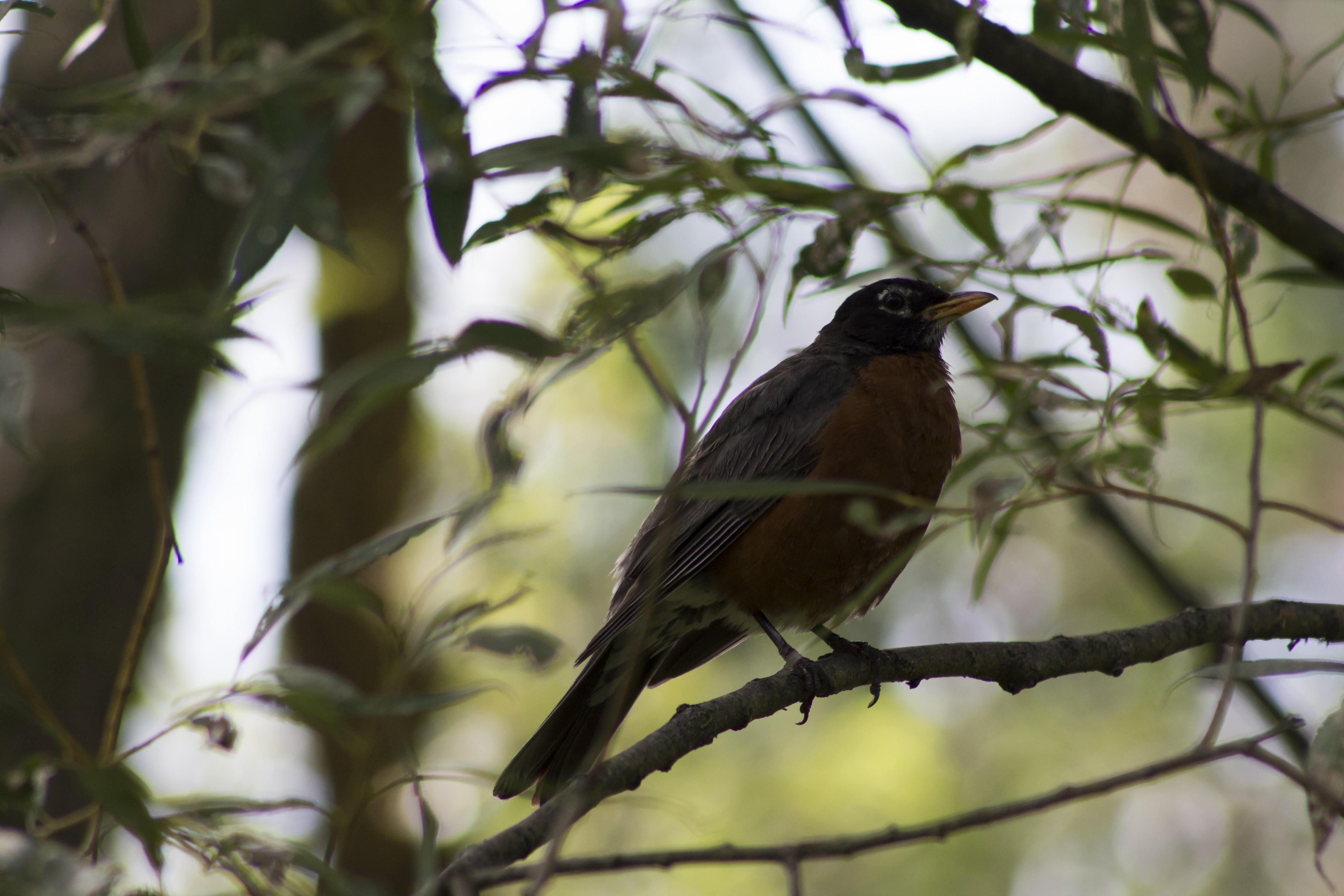Robin up on a Small Branch by APlusDesign