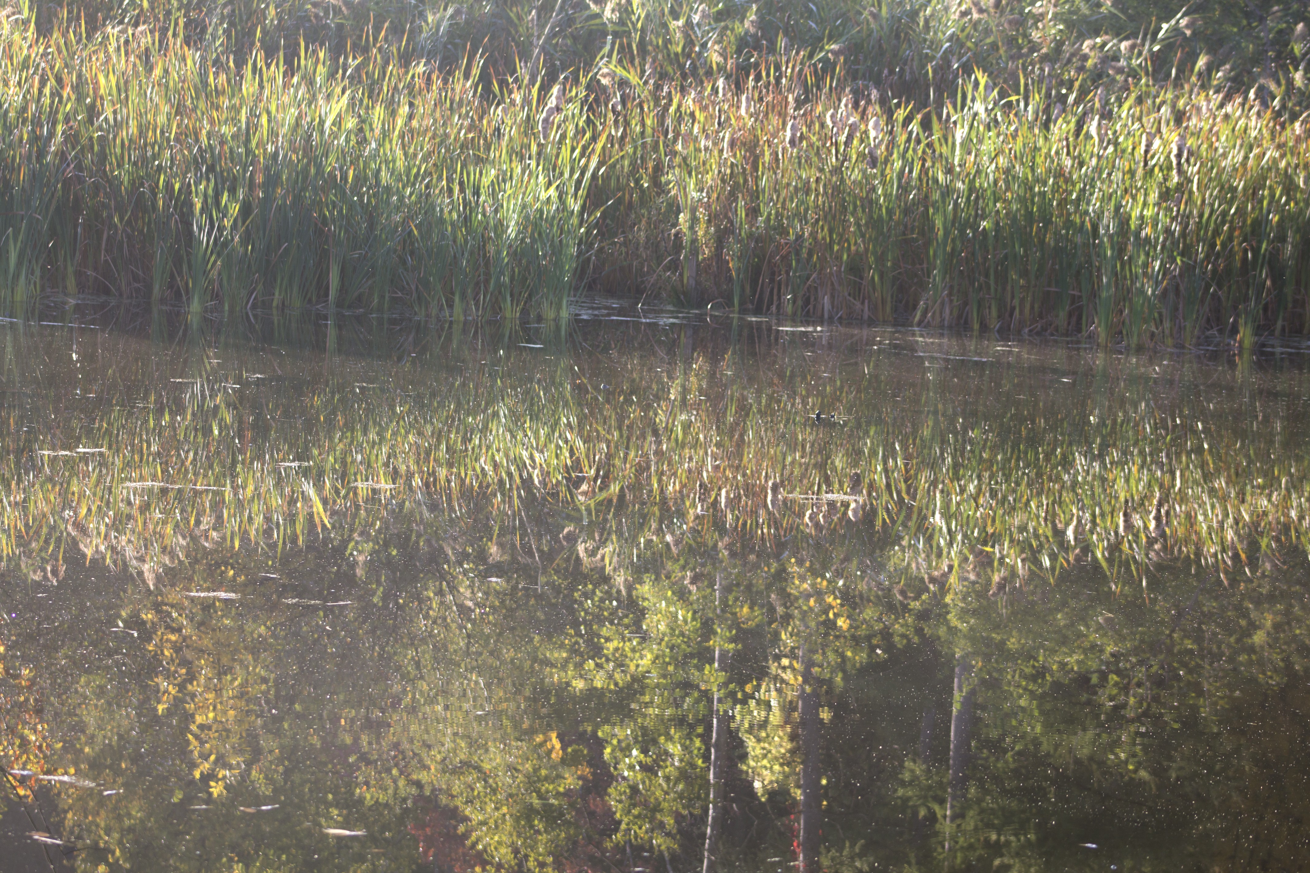 Reflecting the Sunlit Plants Across the Pond Surface by APlusDesign
