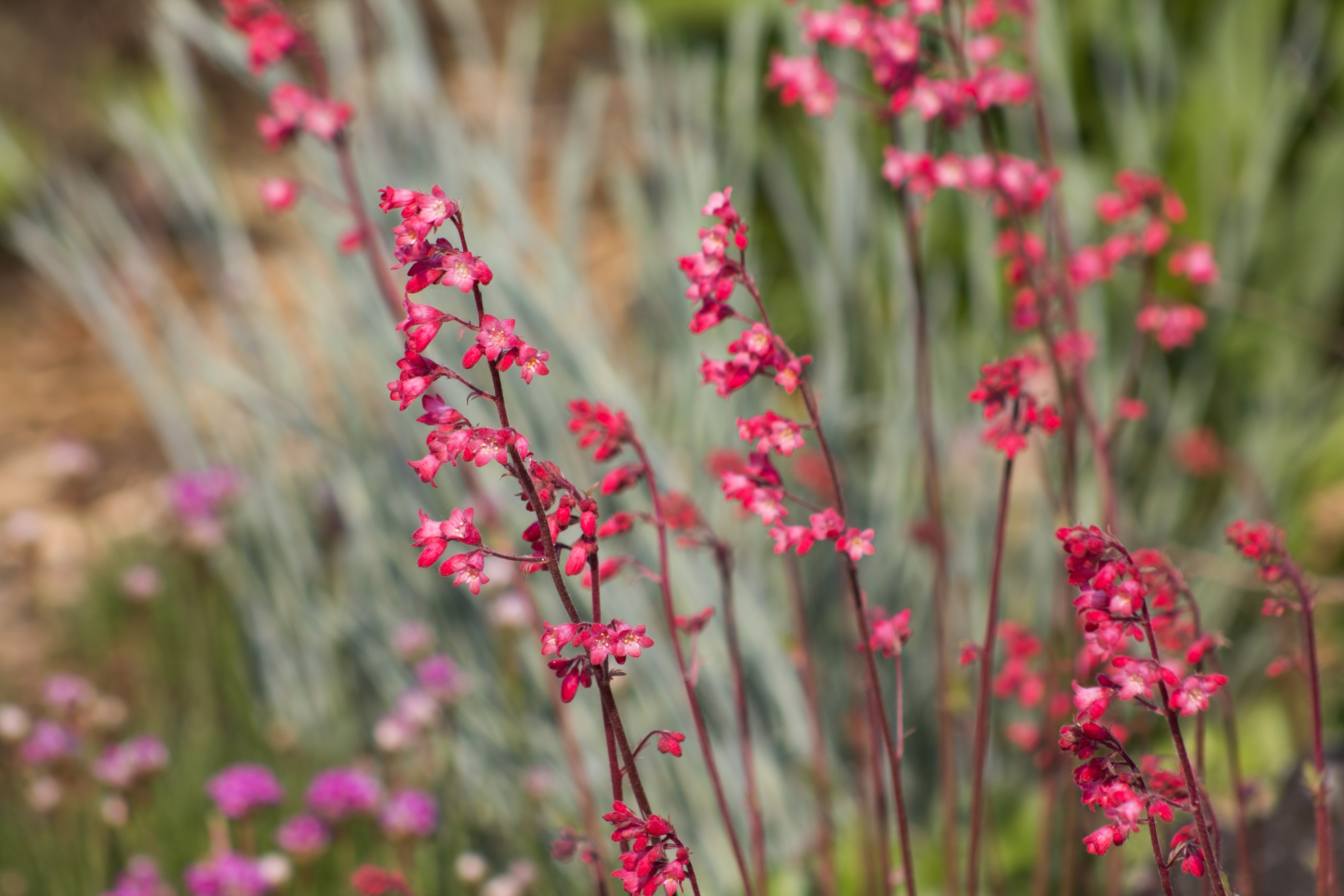 Tiny Little Red Flowers by APlusDesign
