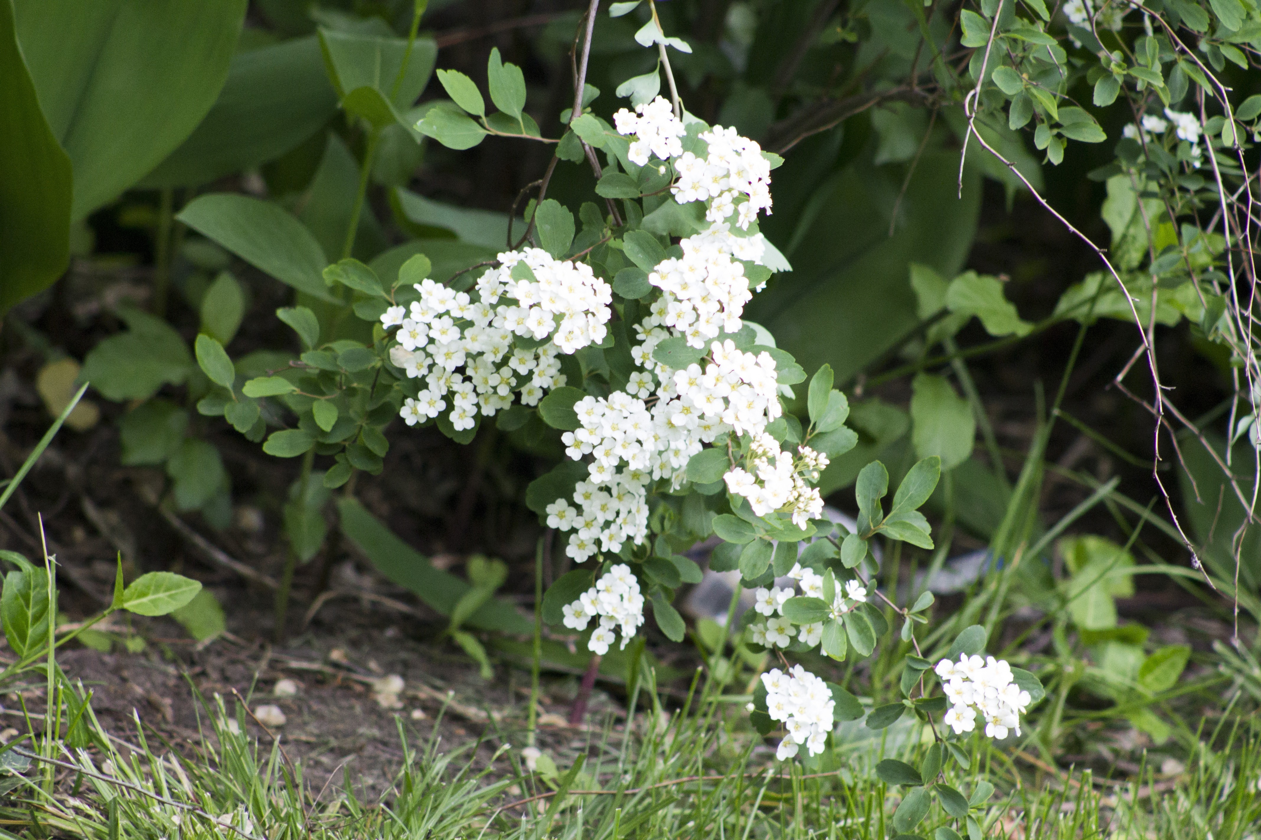 Tiny White Flowers Near the Ground by APlusDesign