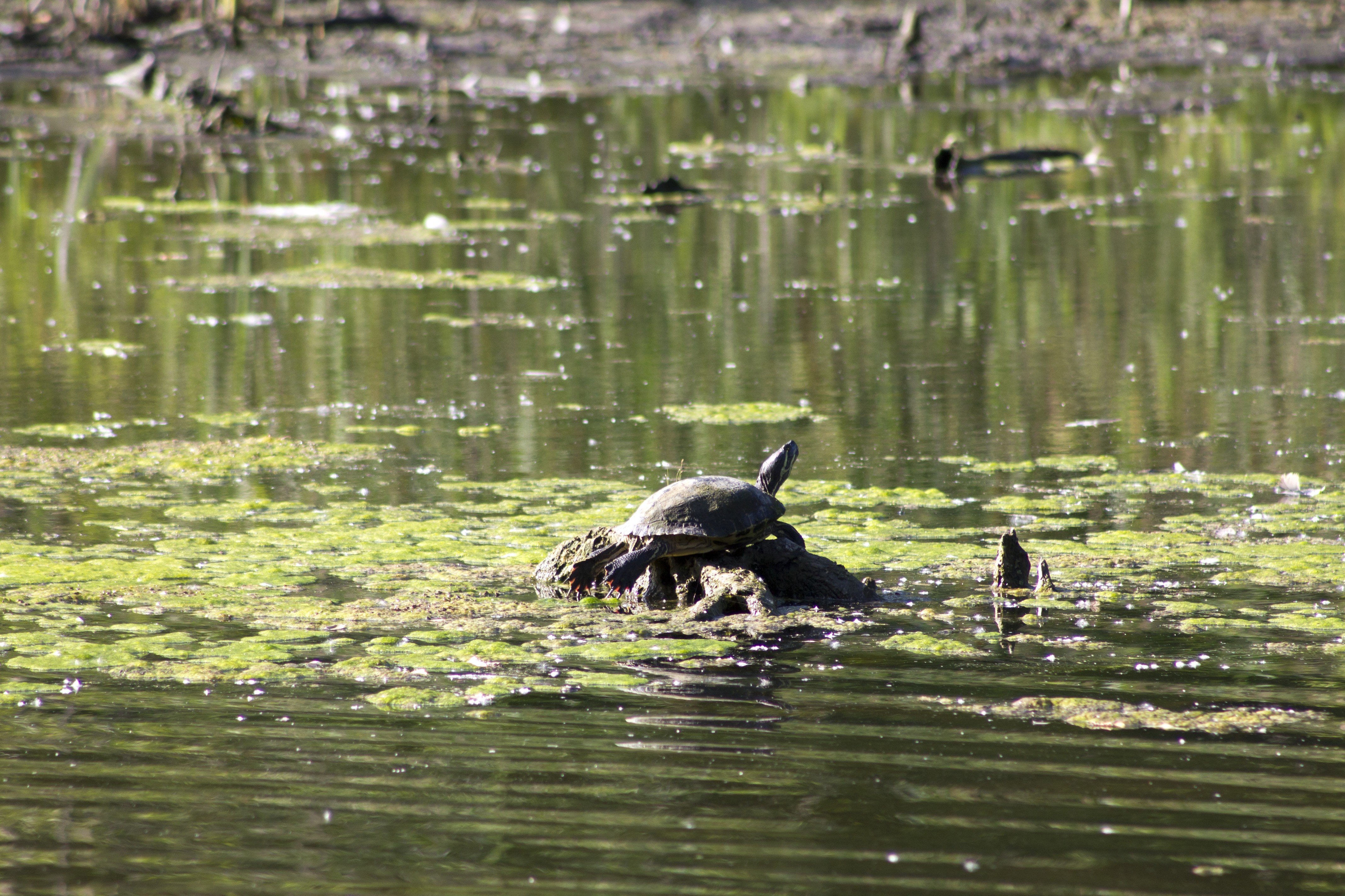 In the Middle of the Pond by APlusDesign
