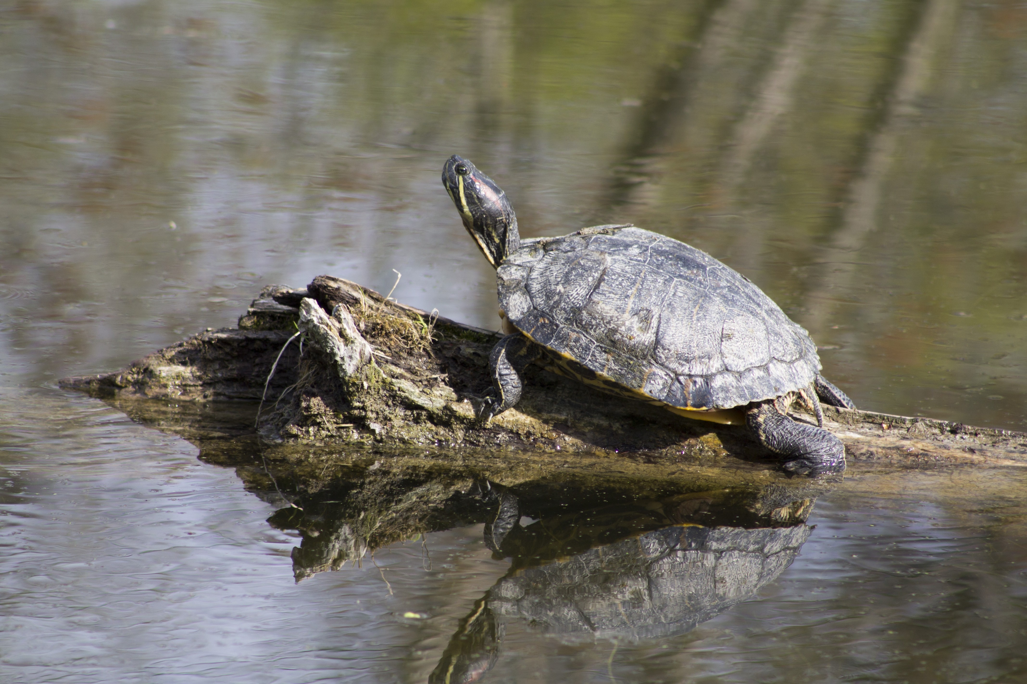 Turtle Proudly Out on a Log by APlusDesign