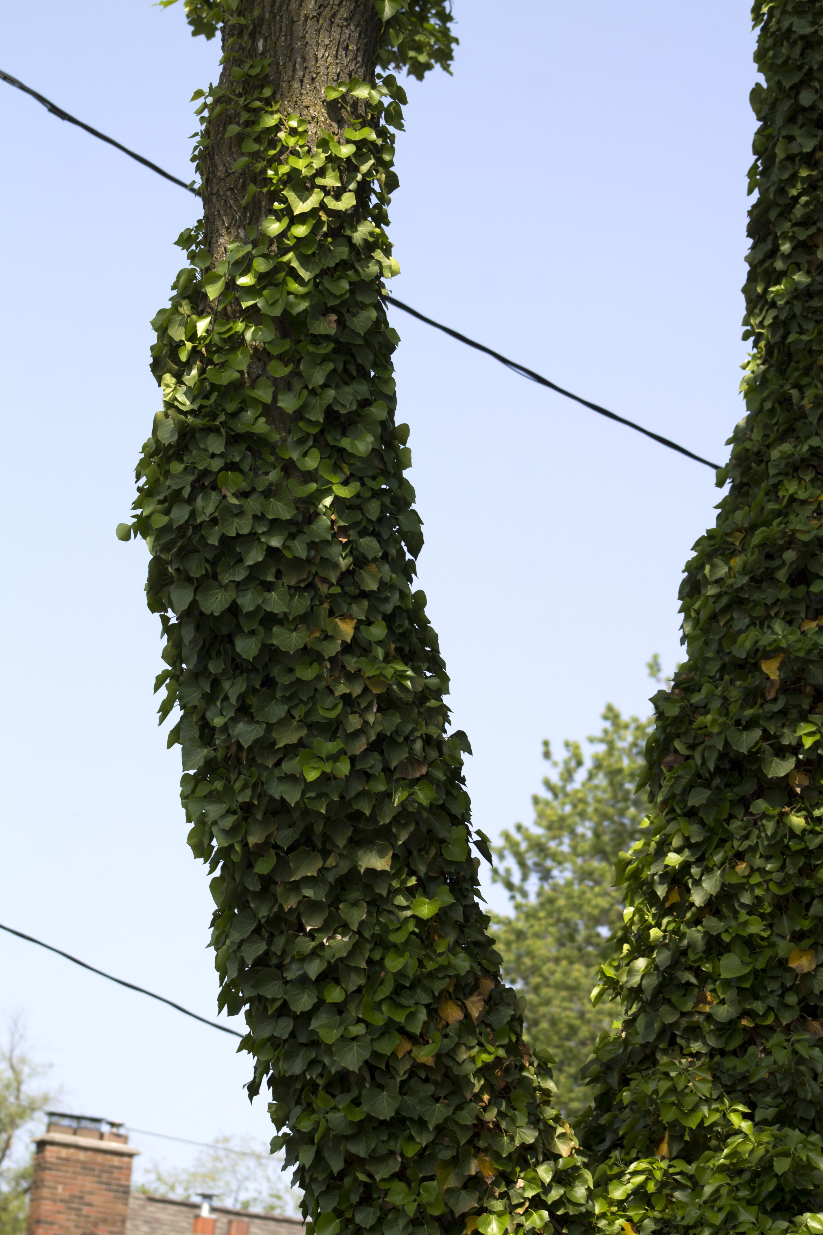 Tree with Leaf Covering by APlusDesign