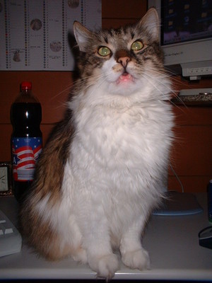 Ganja Cat by Tina1979