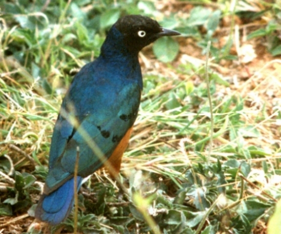 The Kenyan Starling by Gwyn Tyger