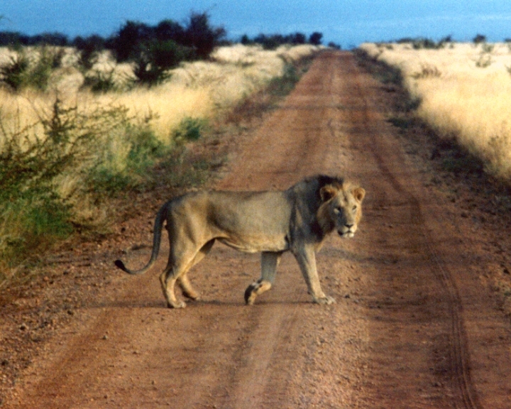 Caution! Lion Xing by Gwyn Tyger