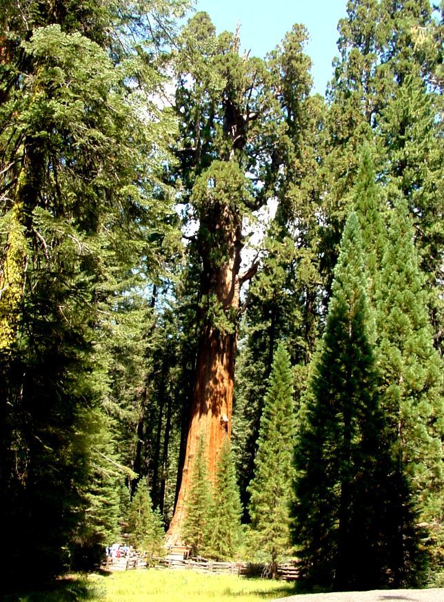 The World's Largest Living Thing by Gwyn Tyger