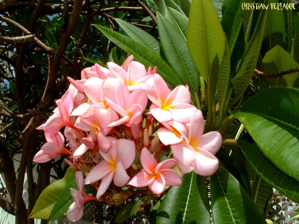 Barbados flowers by verseau