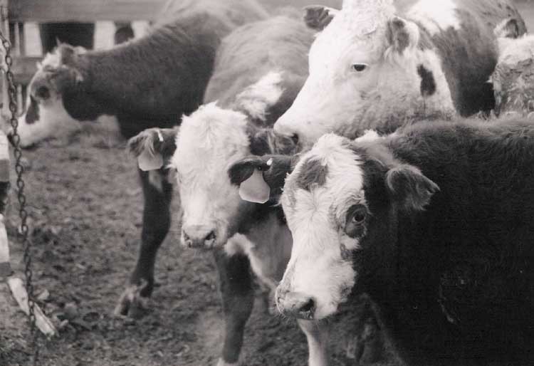 Cows by kjbacon