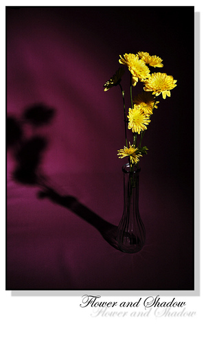 Flower and Shadow by Chimeric_Imager