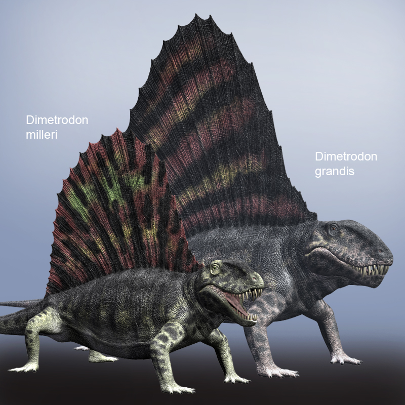 DimetrodonDR - Extended License Extended Licenses 3D Models Dinoraul