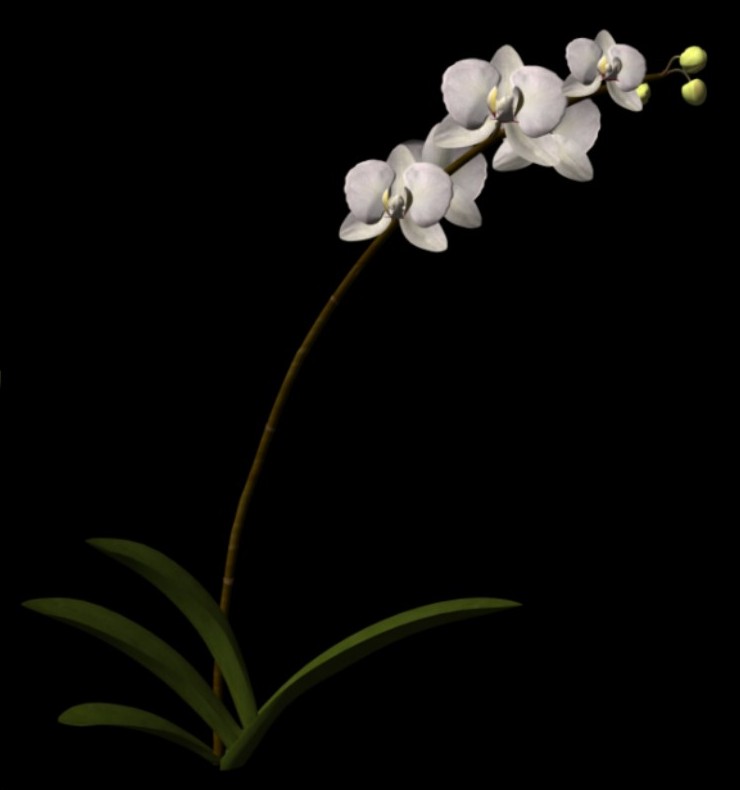 Phalaenopsis Orchid 3d studio max model