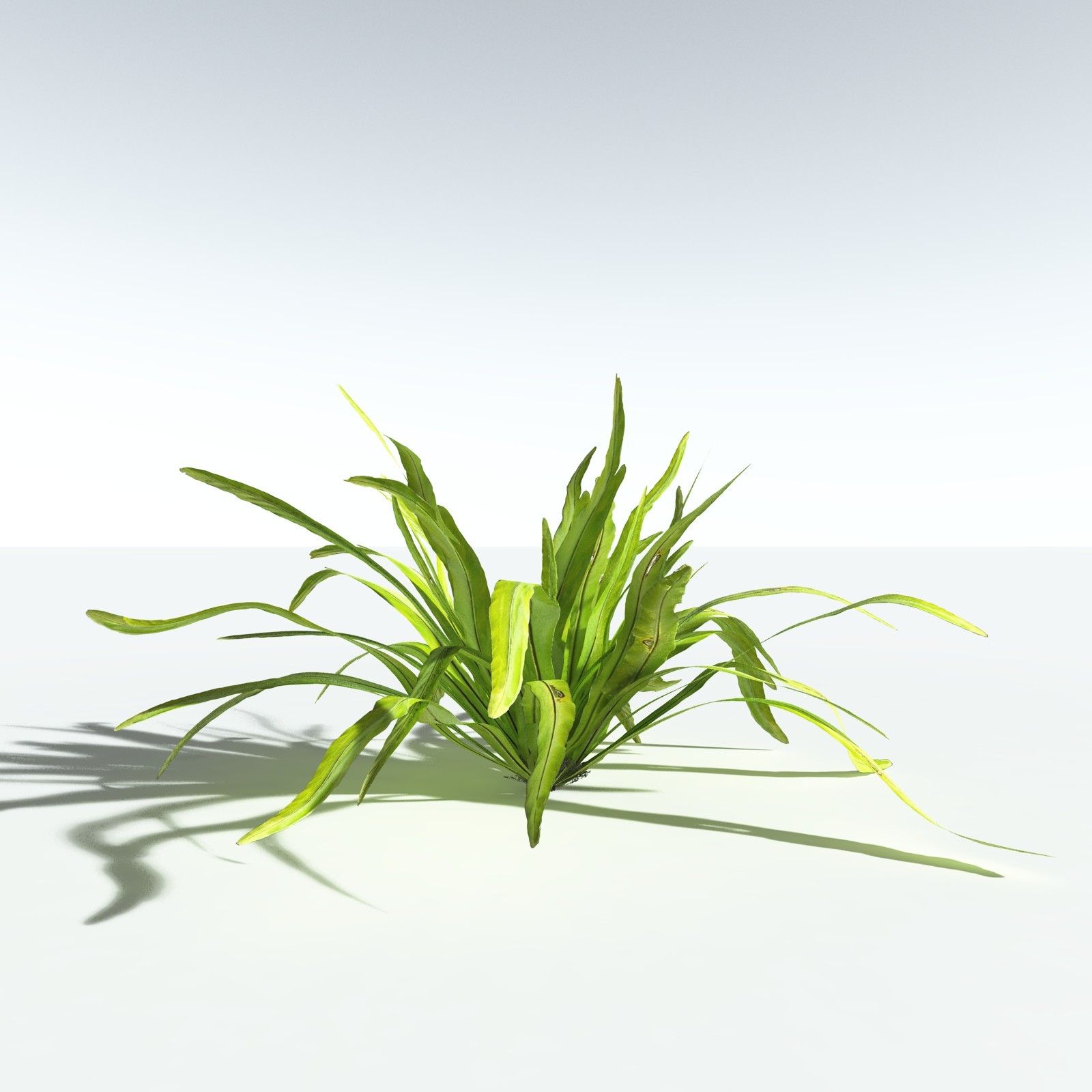 EVERYPlant Bird's Nest Fern for Vue