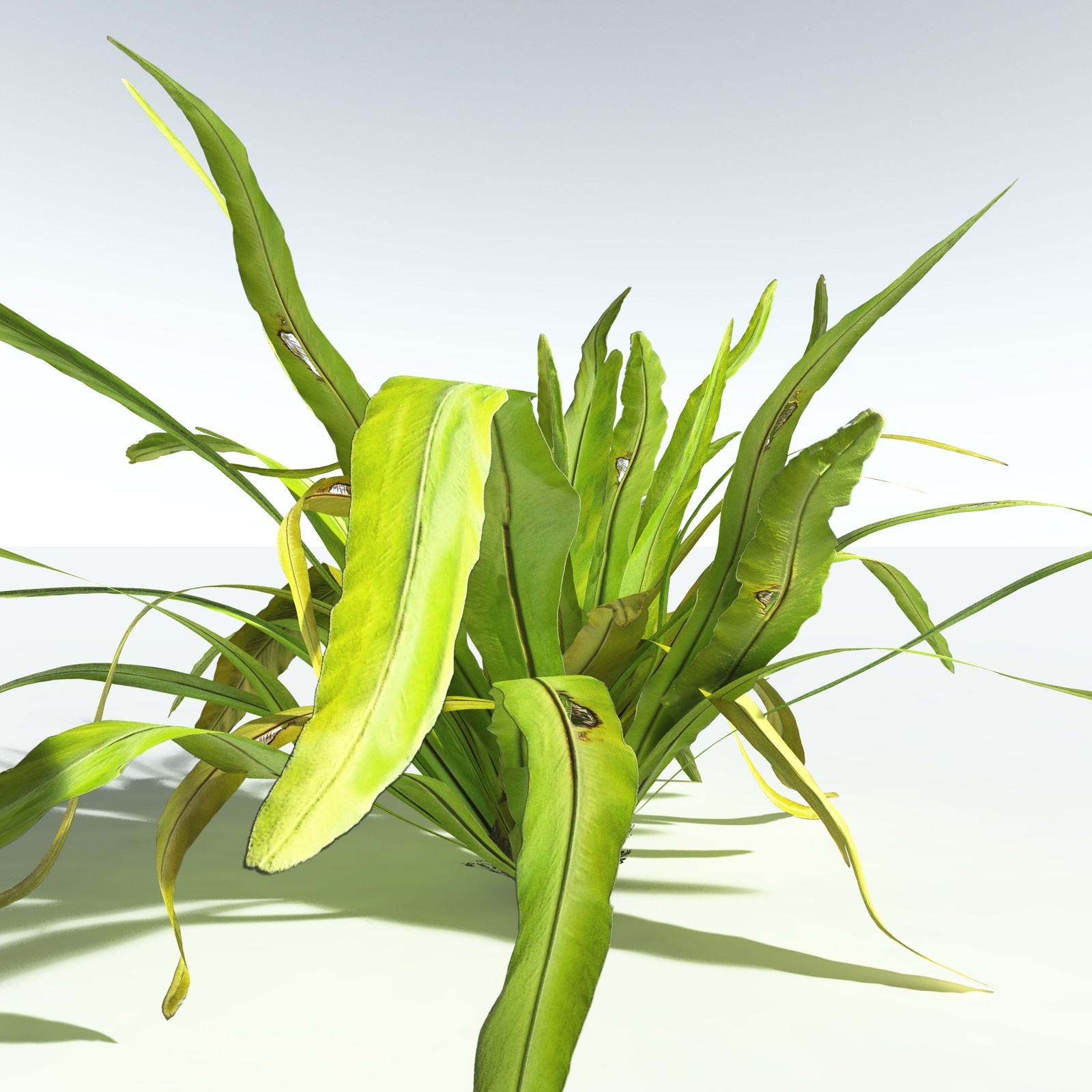 EVERYPlant Bird's Nest Fern for Vue