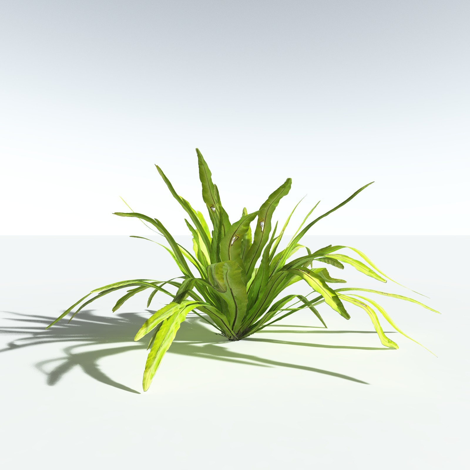 EVERYPlant Bird's Nest Fern for Vue